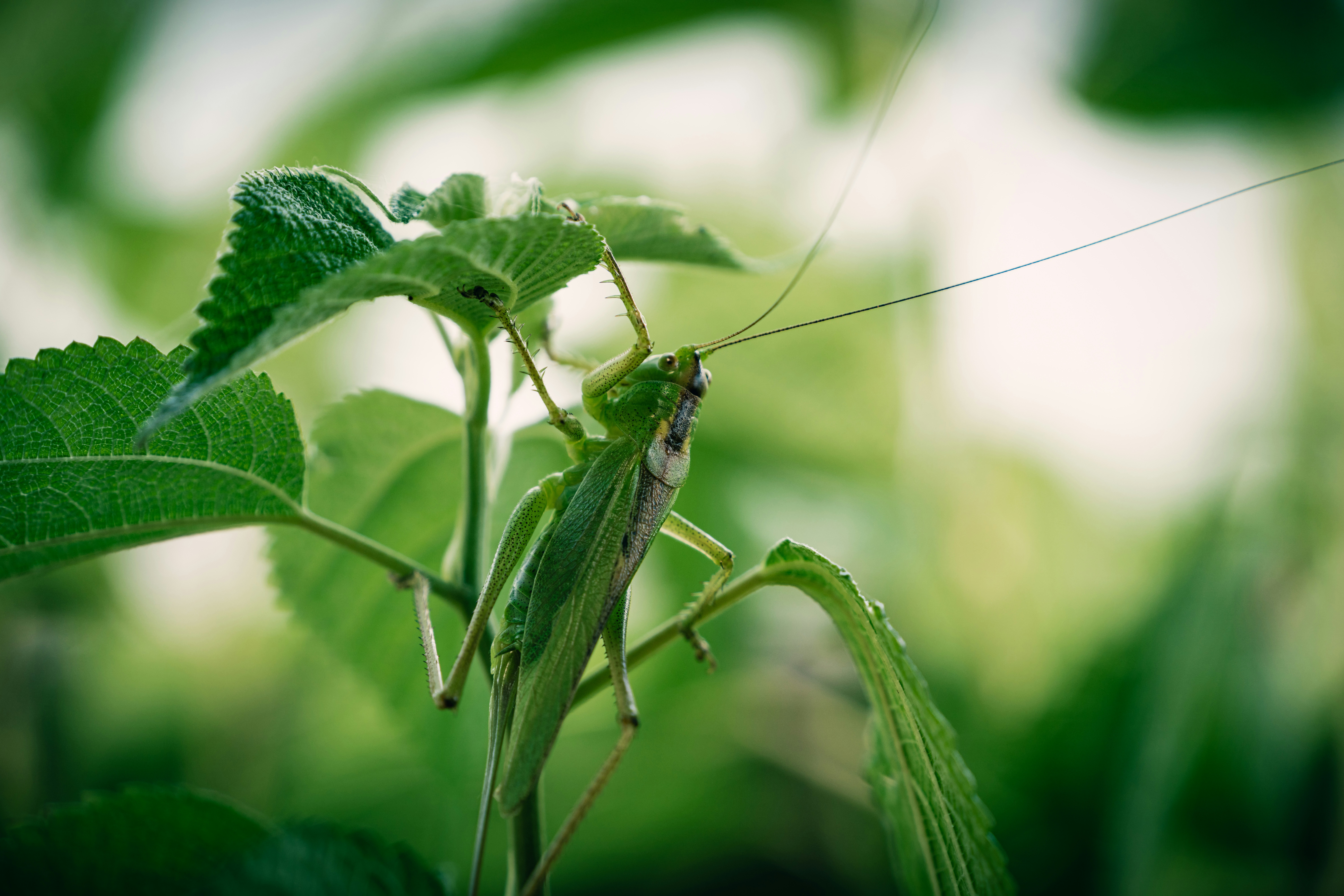 Stealthy Green Praying Mantis Among Tender Leaves