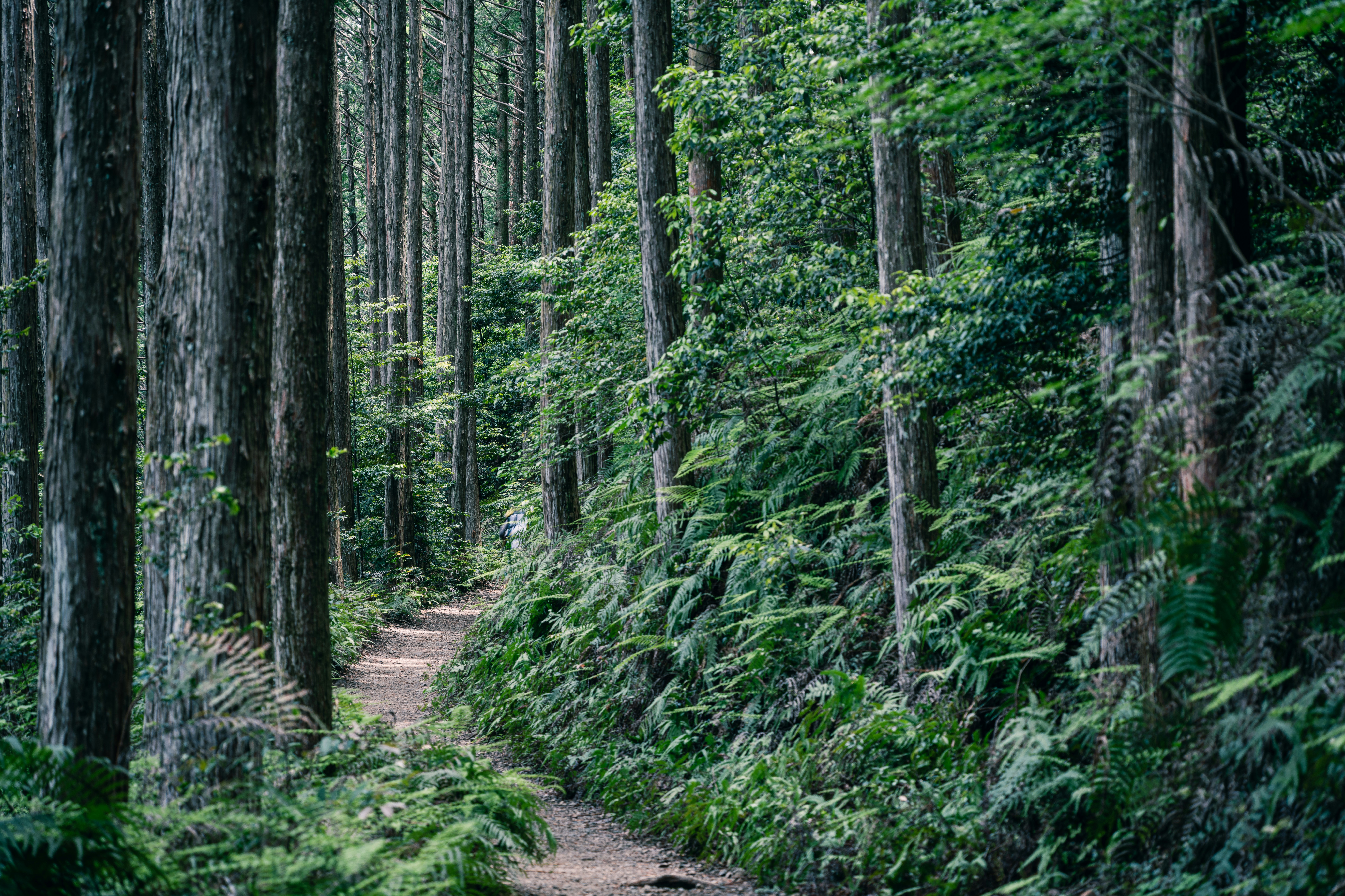 A narrow dirt path winds through a dense, green forest.