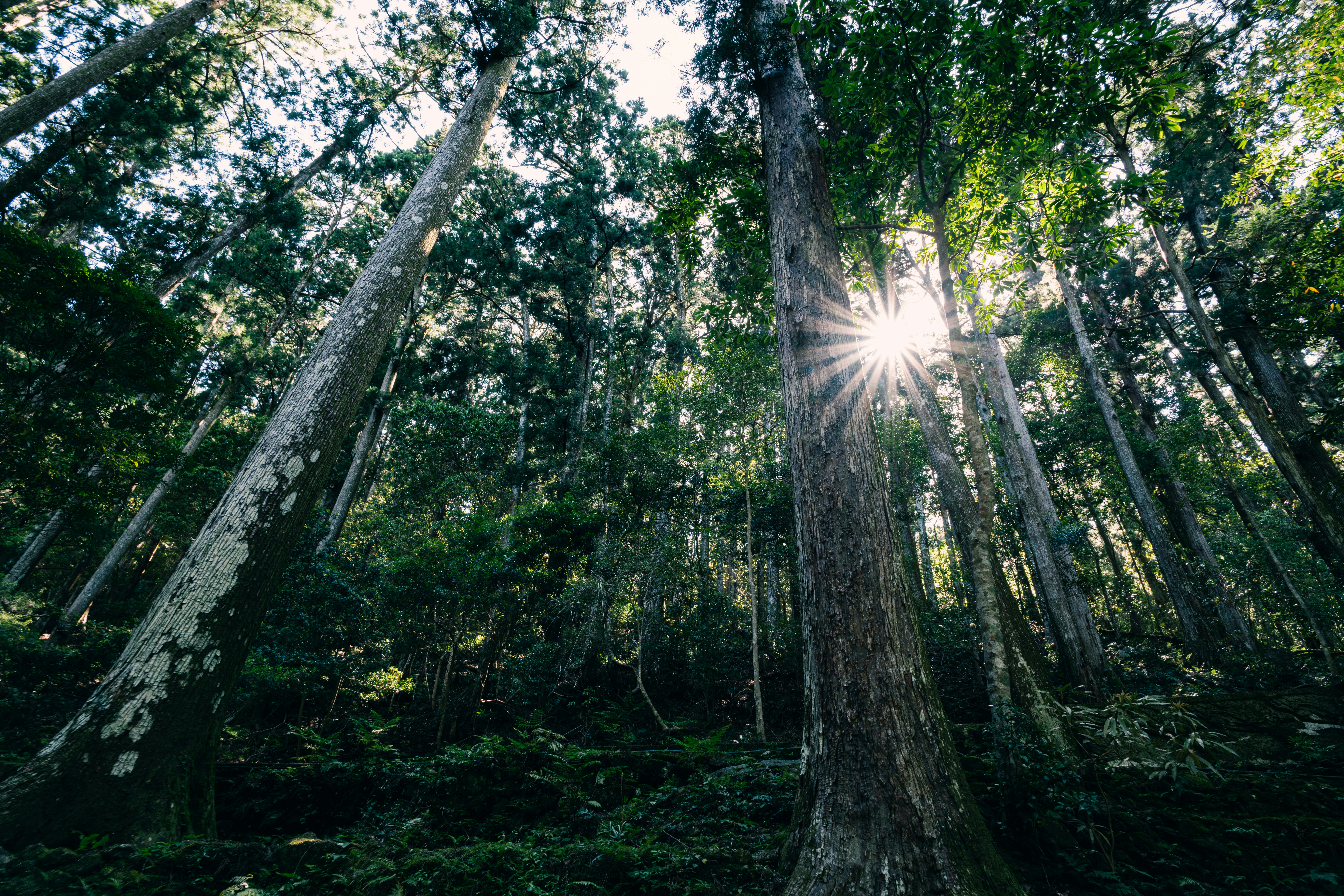 Sunburst Through the Tall Giants