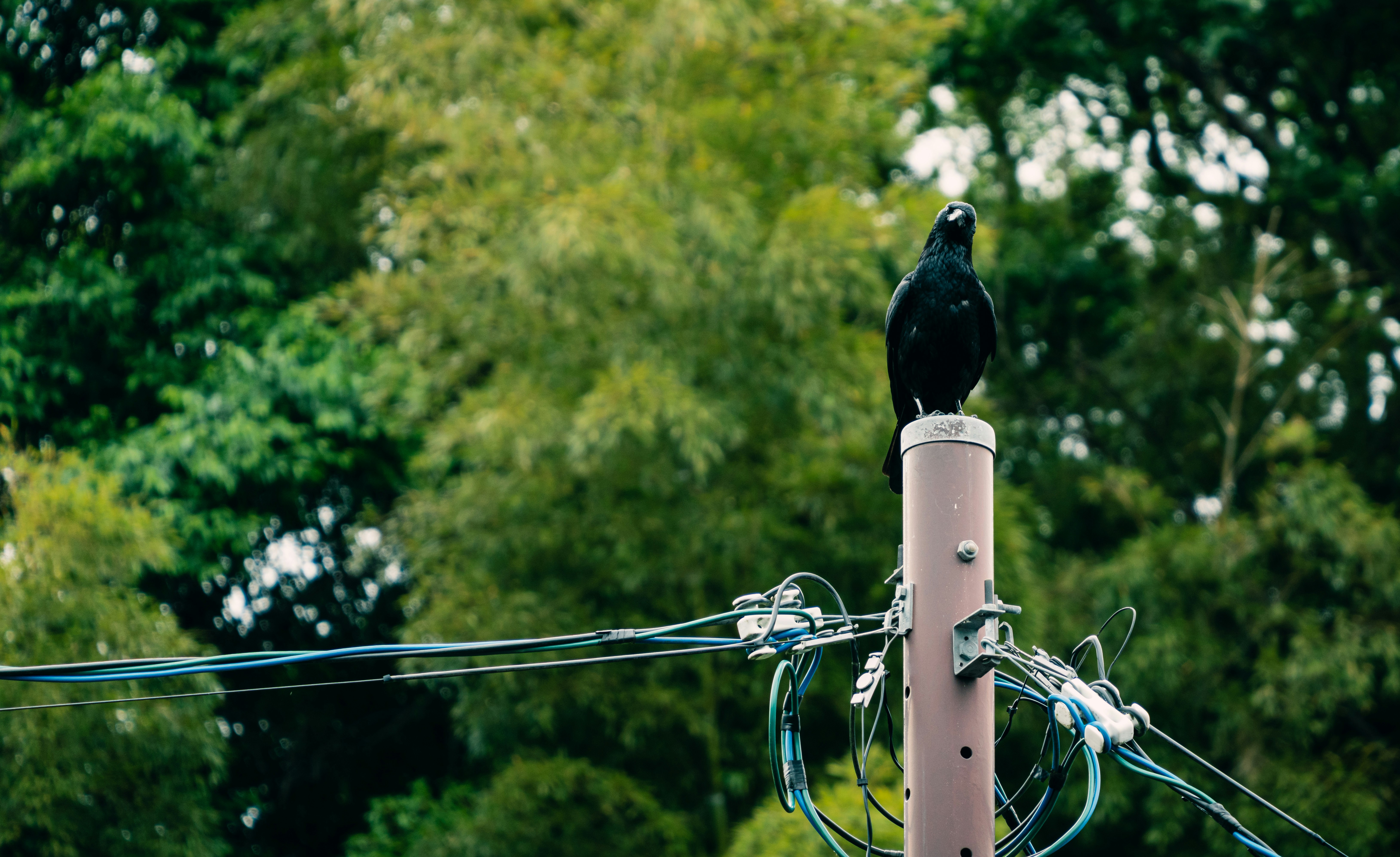 Perched Sentinel: Black Bird on a Weathered Utility Post