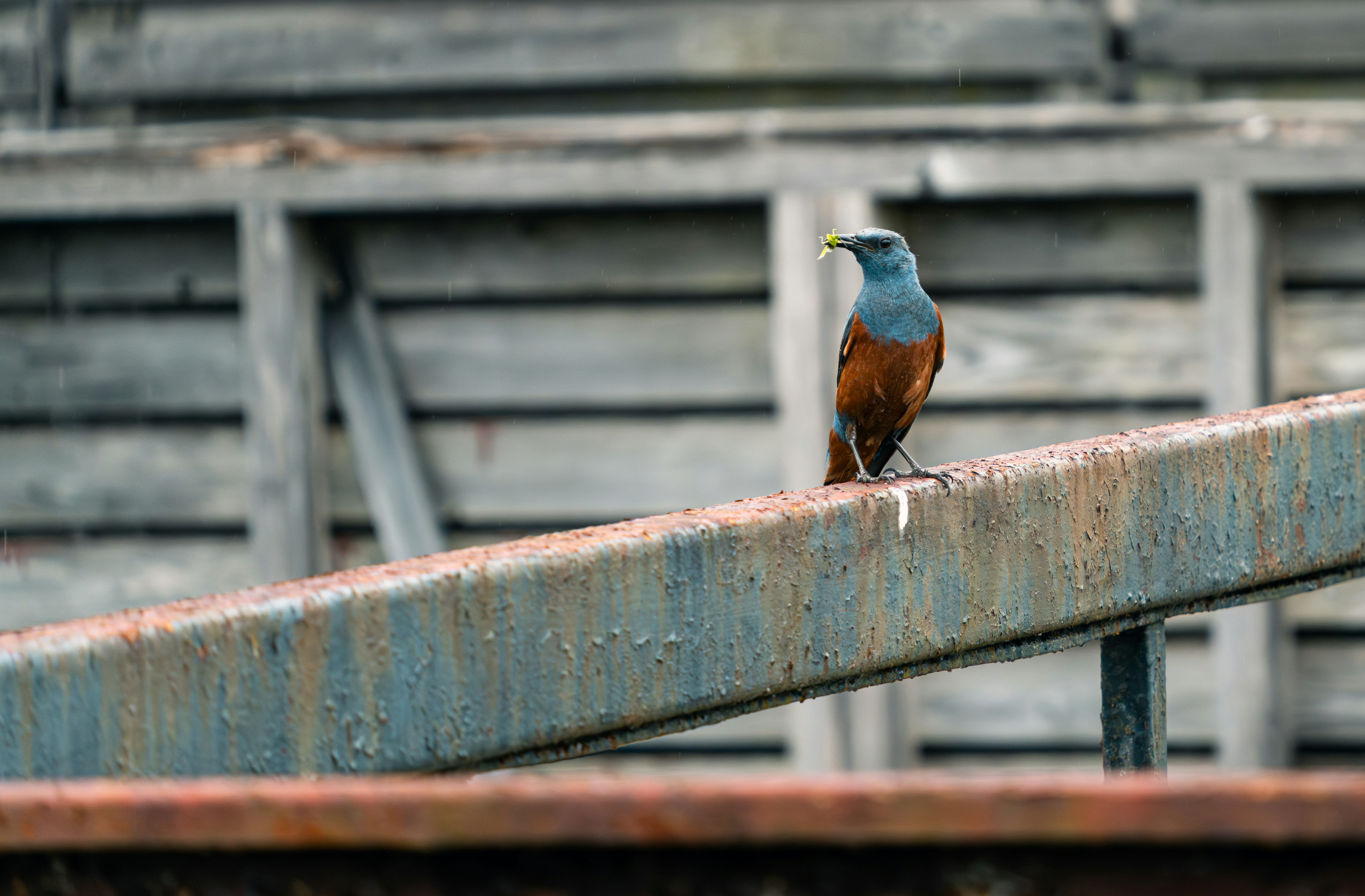 Rusty railing sentinel: a kingfisher on weathered steel