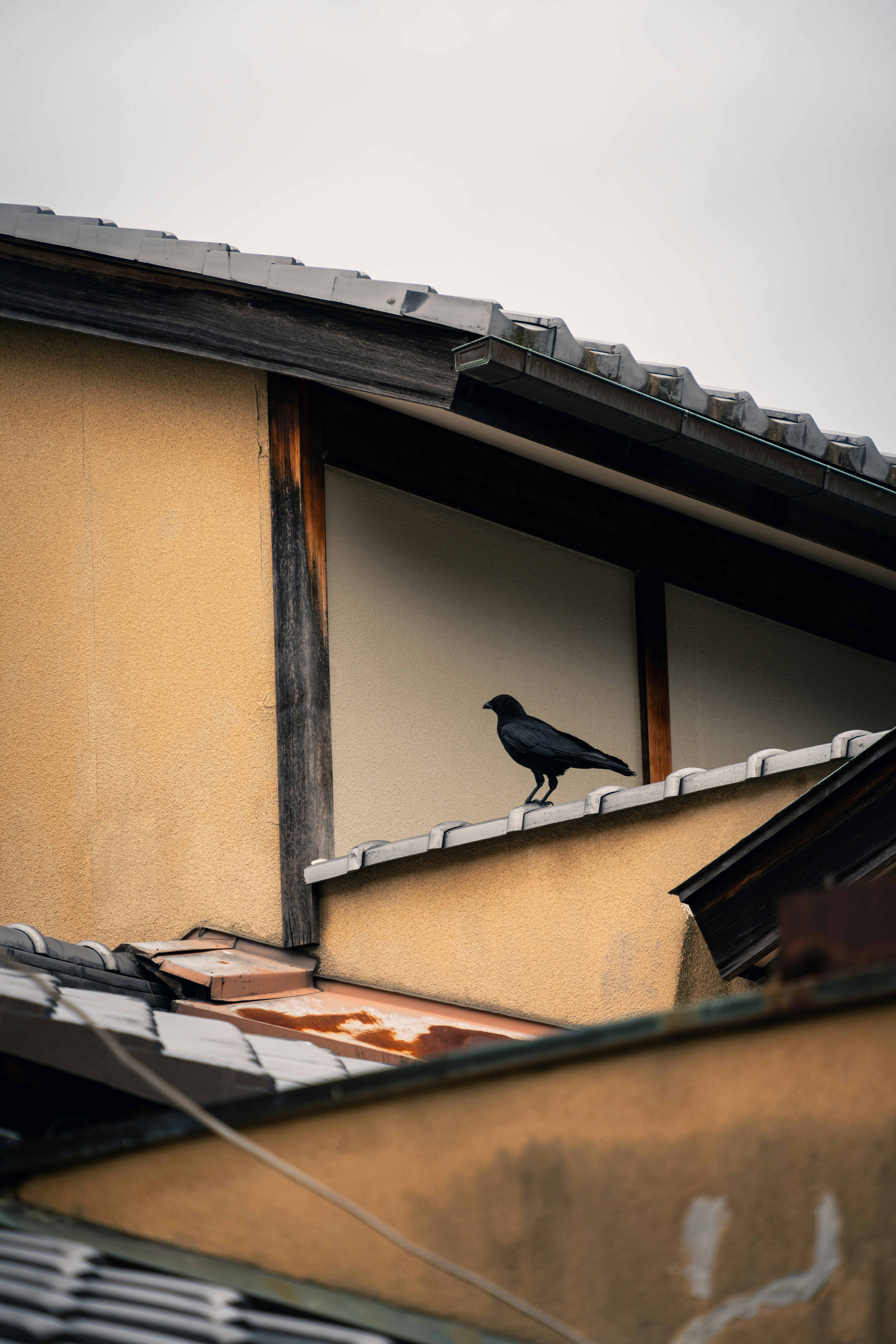 Midtown Watcher: A Crow perches on the tiled roof edge