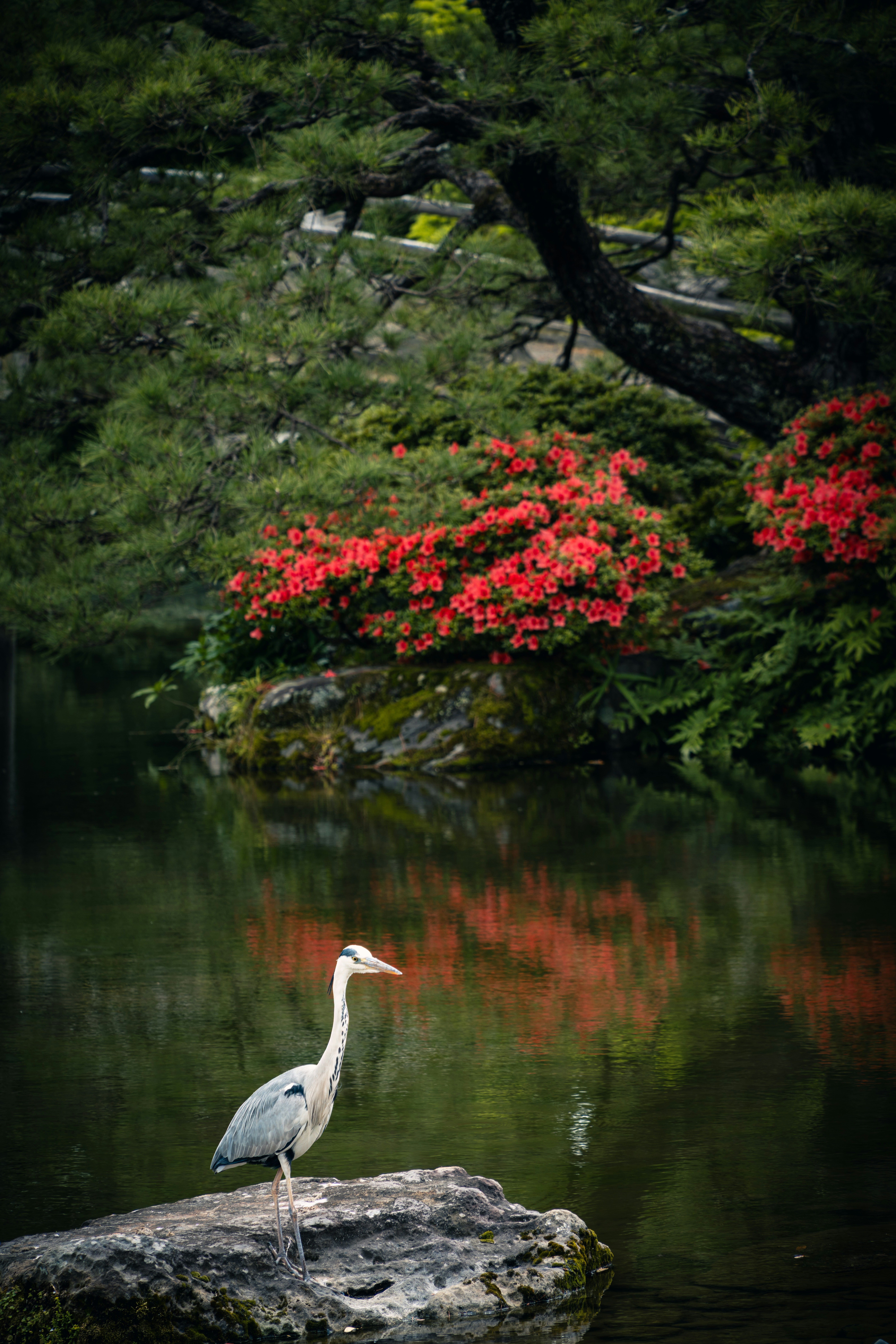 Heron on a Quiet Stone, Lanterns of Crimson Blossoms Reflecting in Still Water