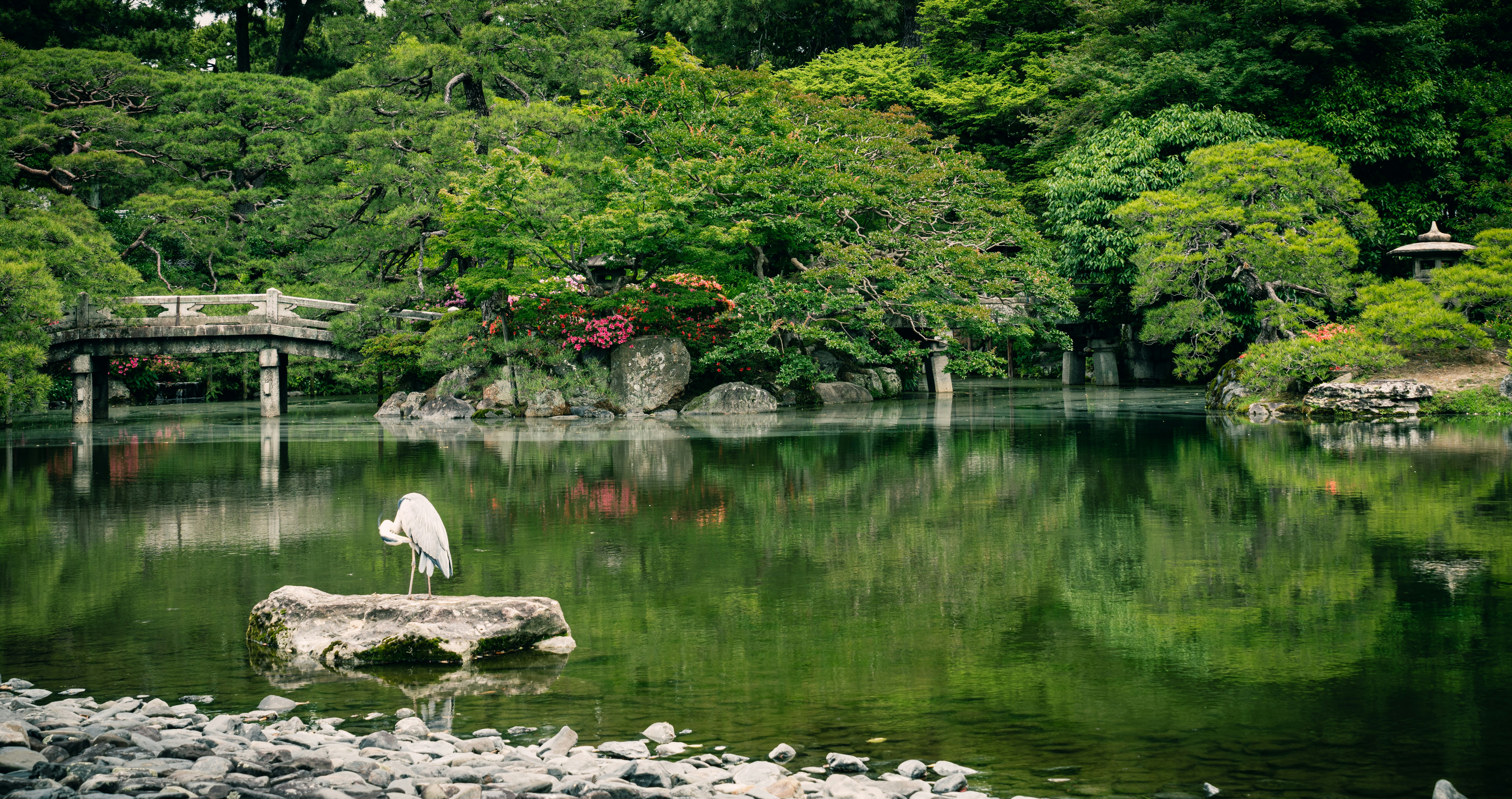 Quiet Moment on a Mossy Rock: A Crane by the Pond
