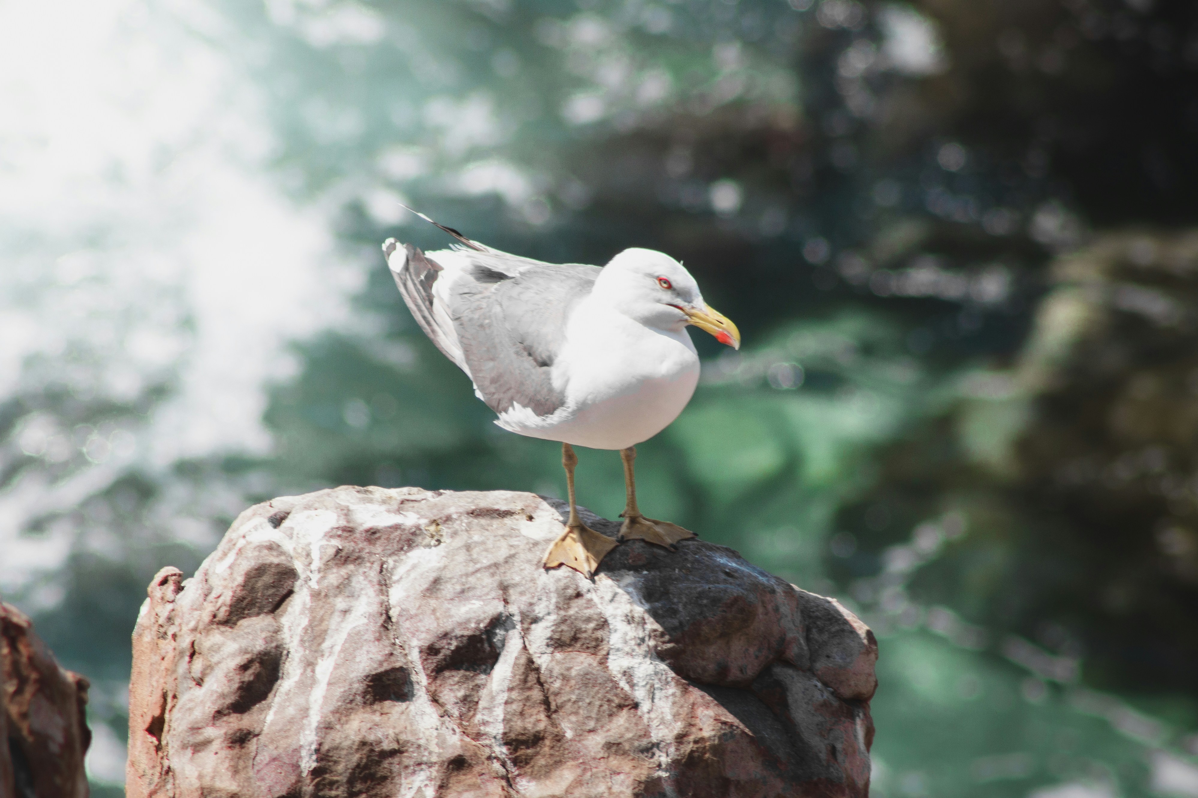 Seabird Sentinel: A gull perched on sunlit rock