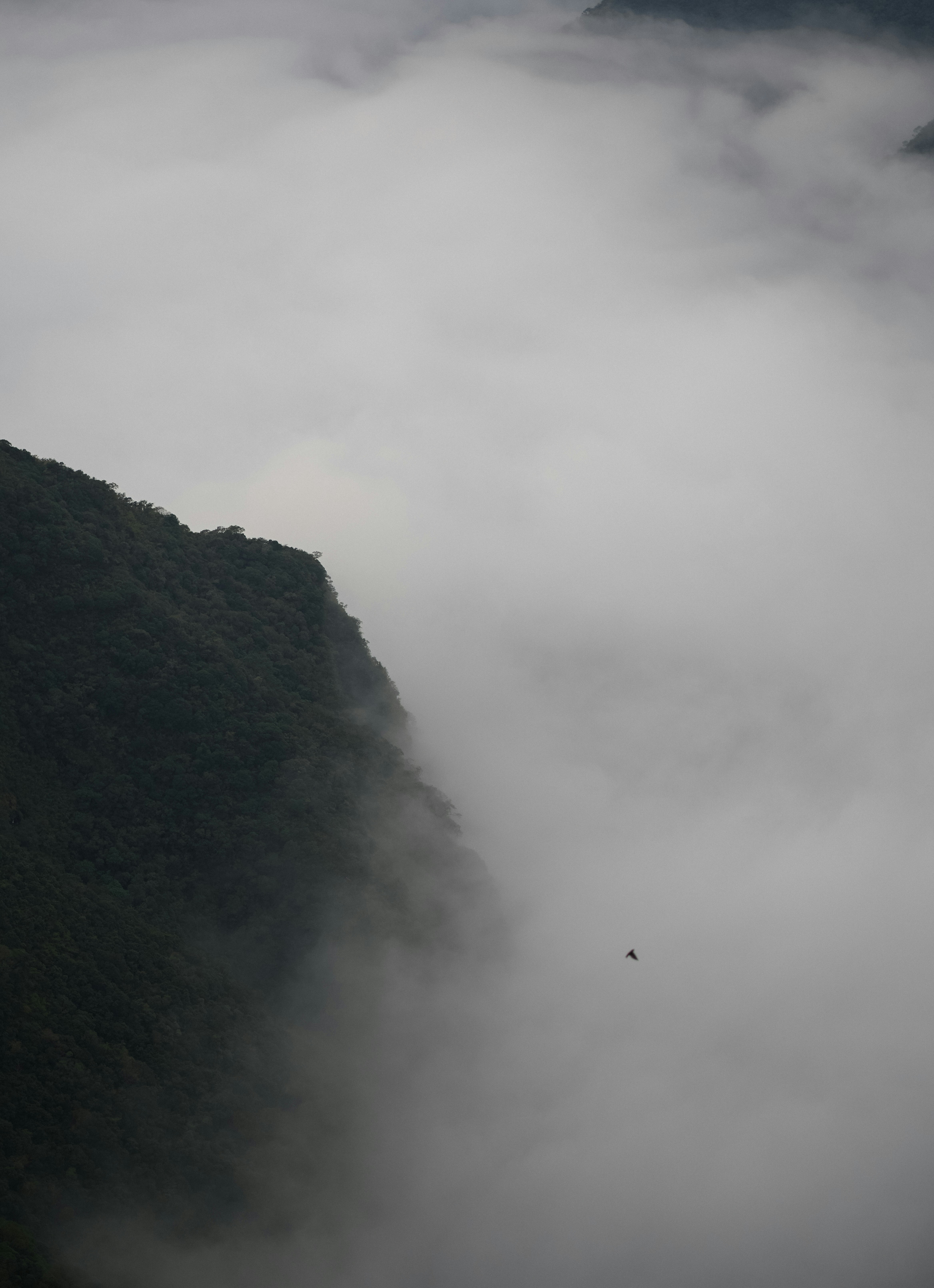 Mist-Clad Ridge: A Lone Bird Traverses the Valley