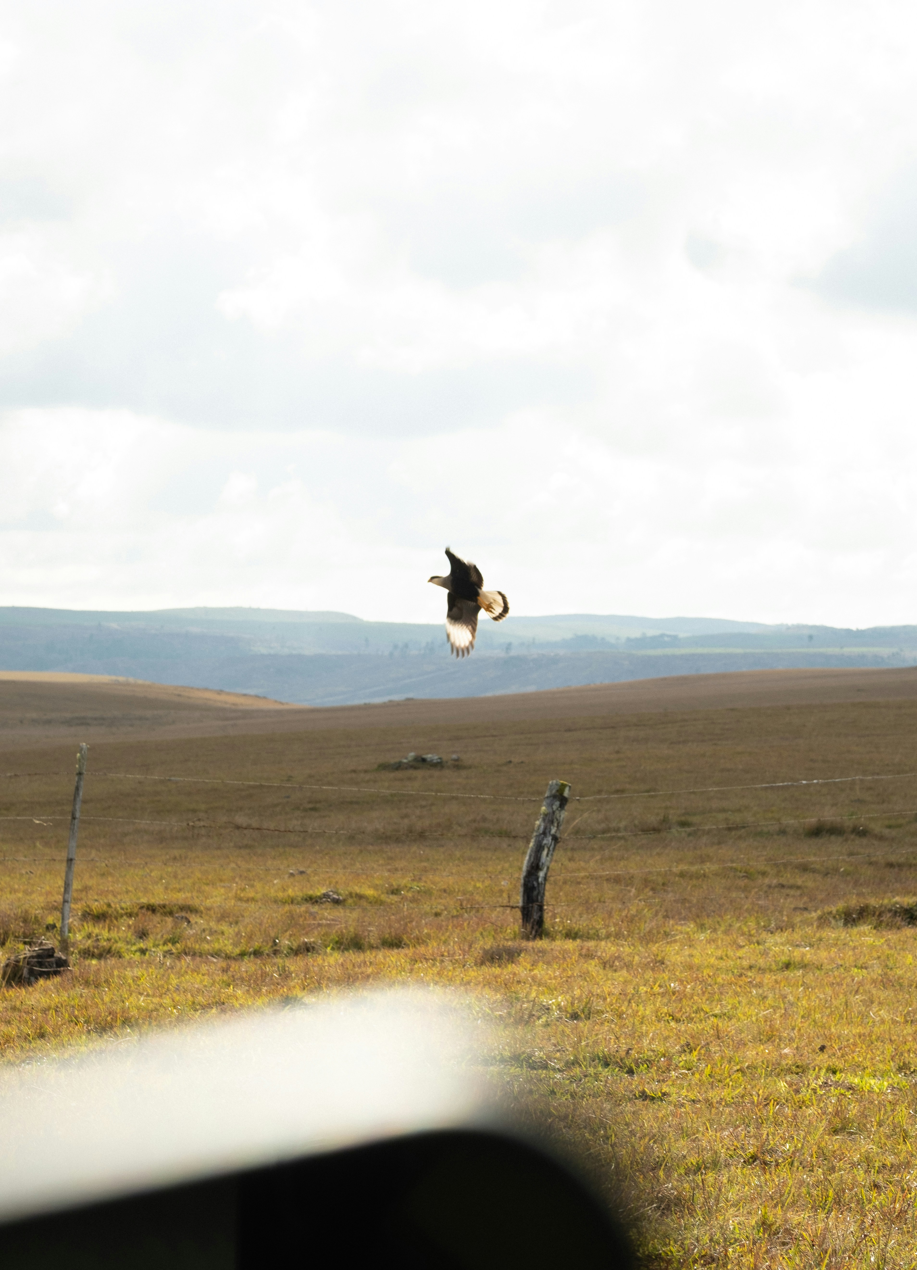 Soaring Over the Moor: A Lone Bird Against Open Skies