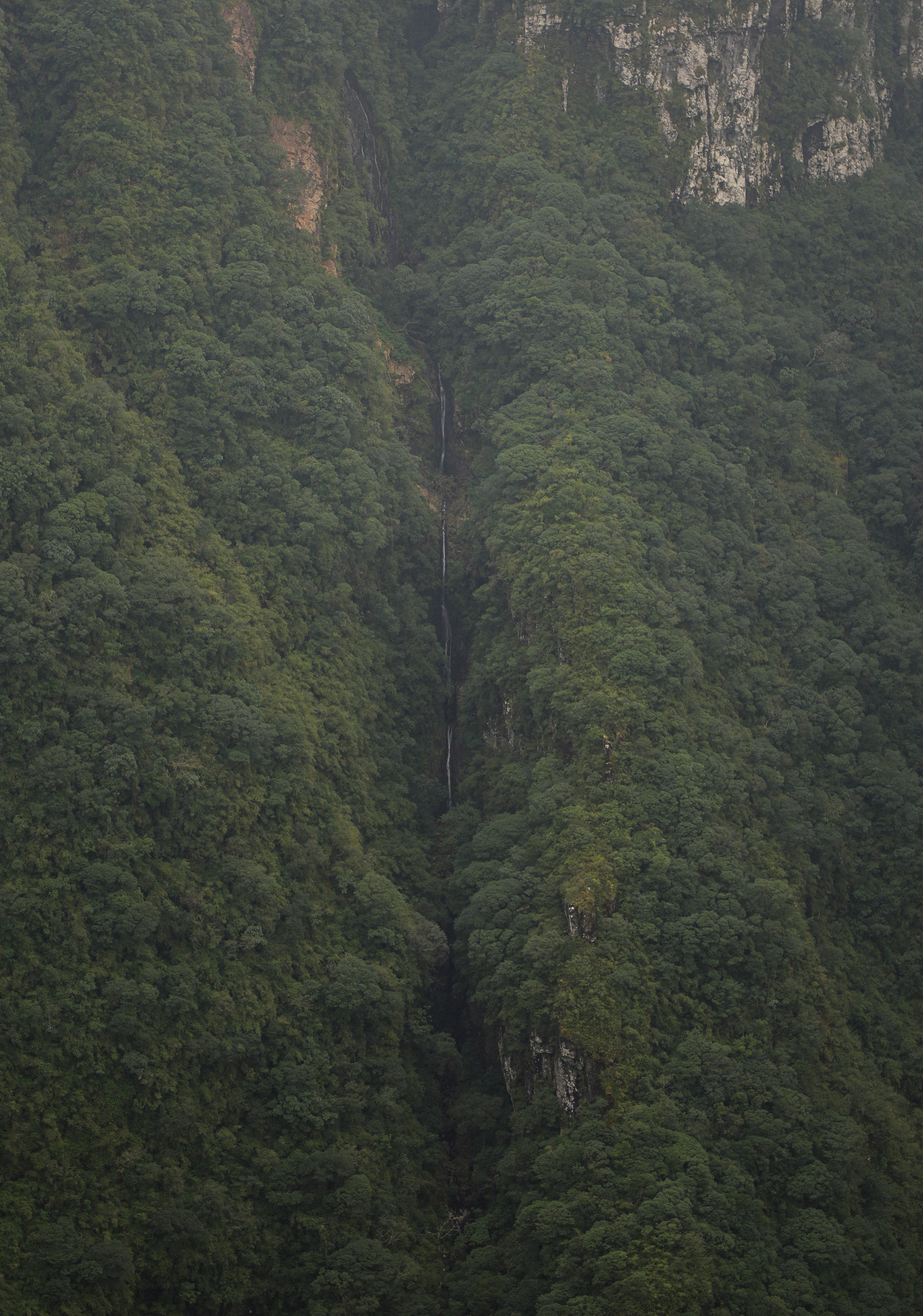 Silent Gorge: A Vein of Water Between the Green Cliffs