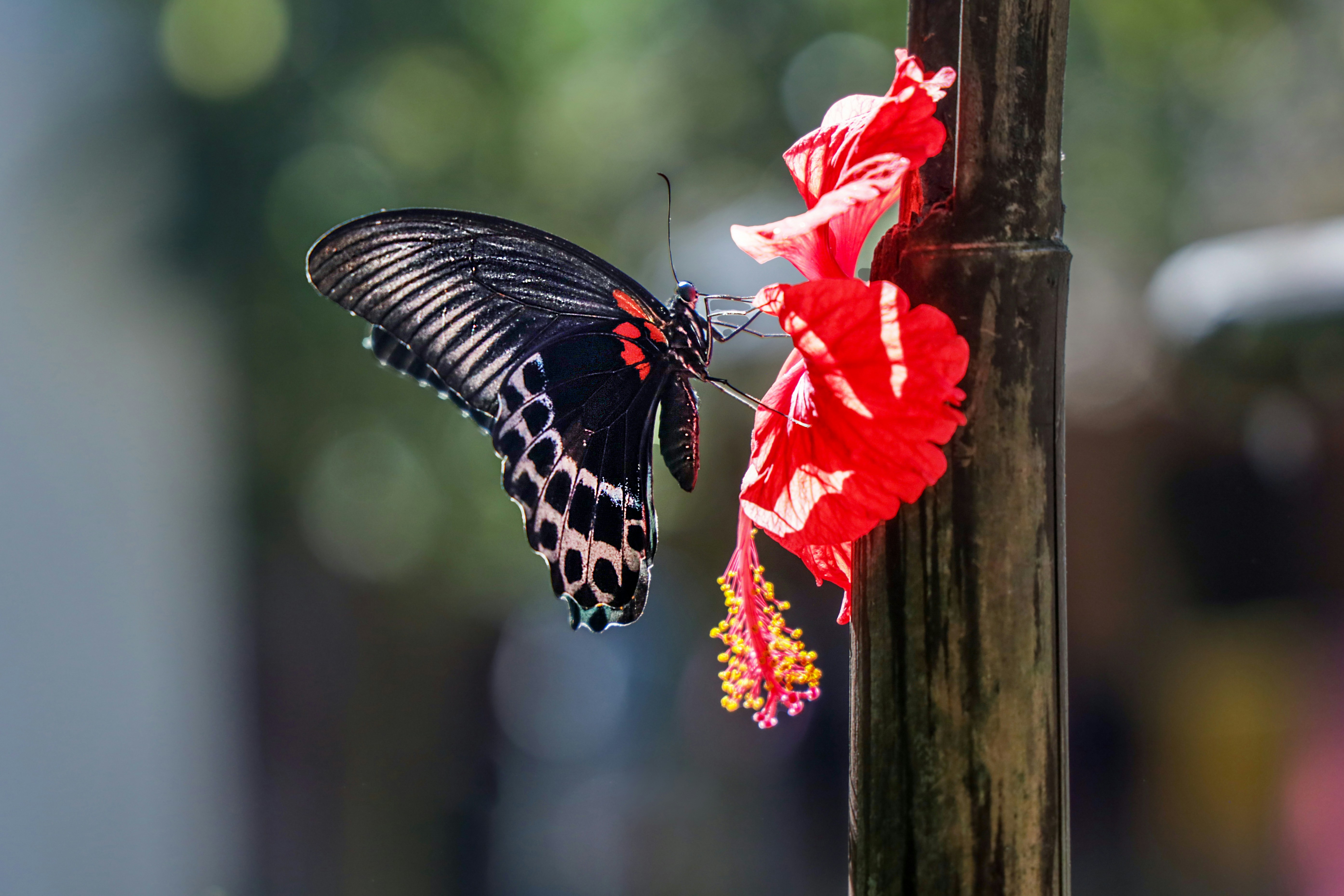 Butterfly Pause on a Bamboo Post
