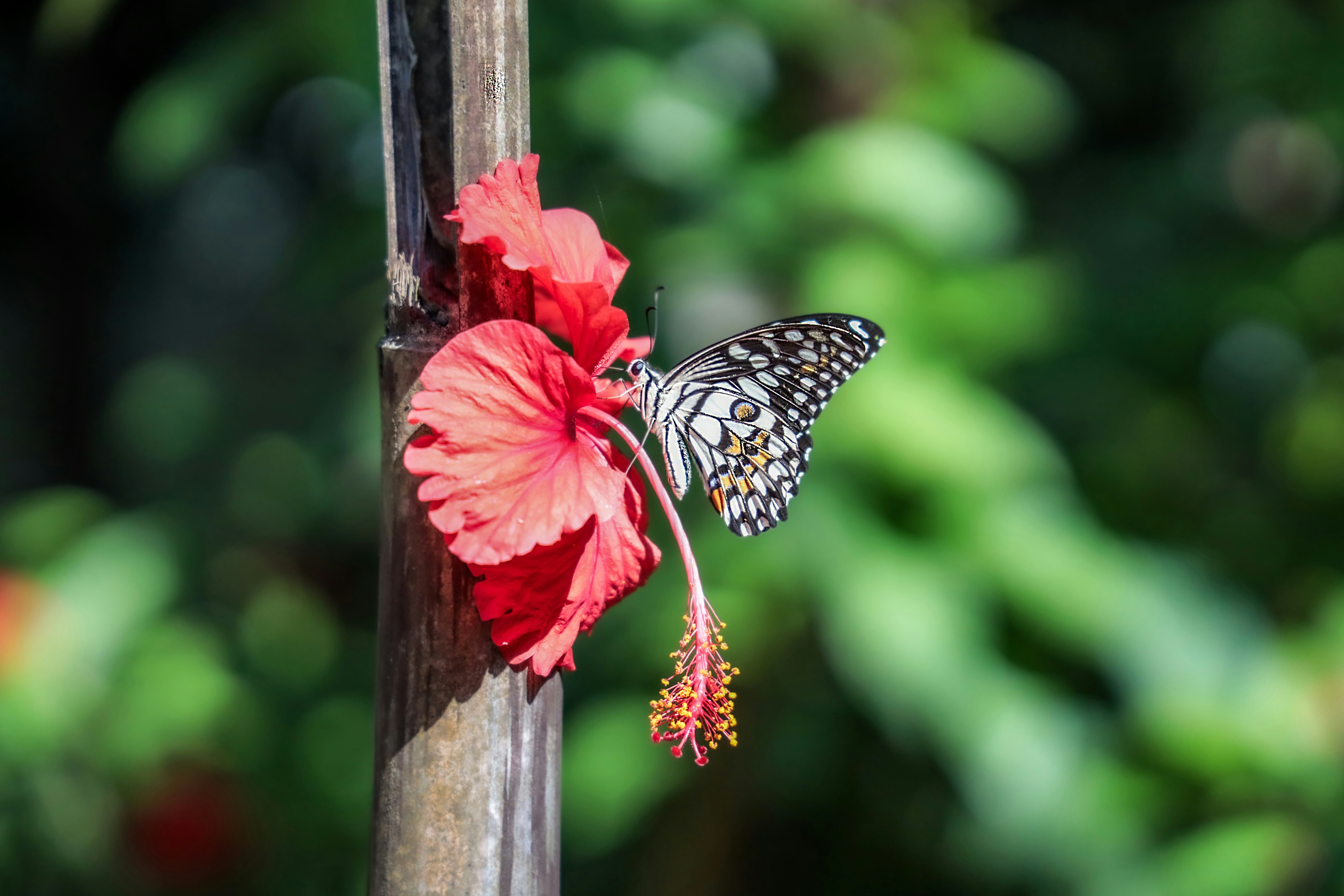Butterfly perched on a red hibiscus stem with a blurred green background, highlighting delicate wing patterns and flower detail.