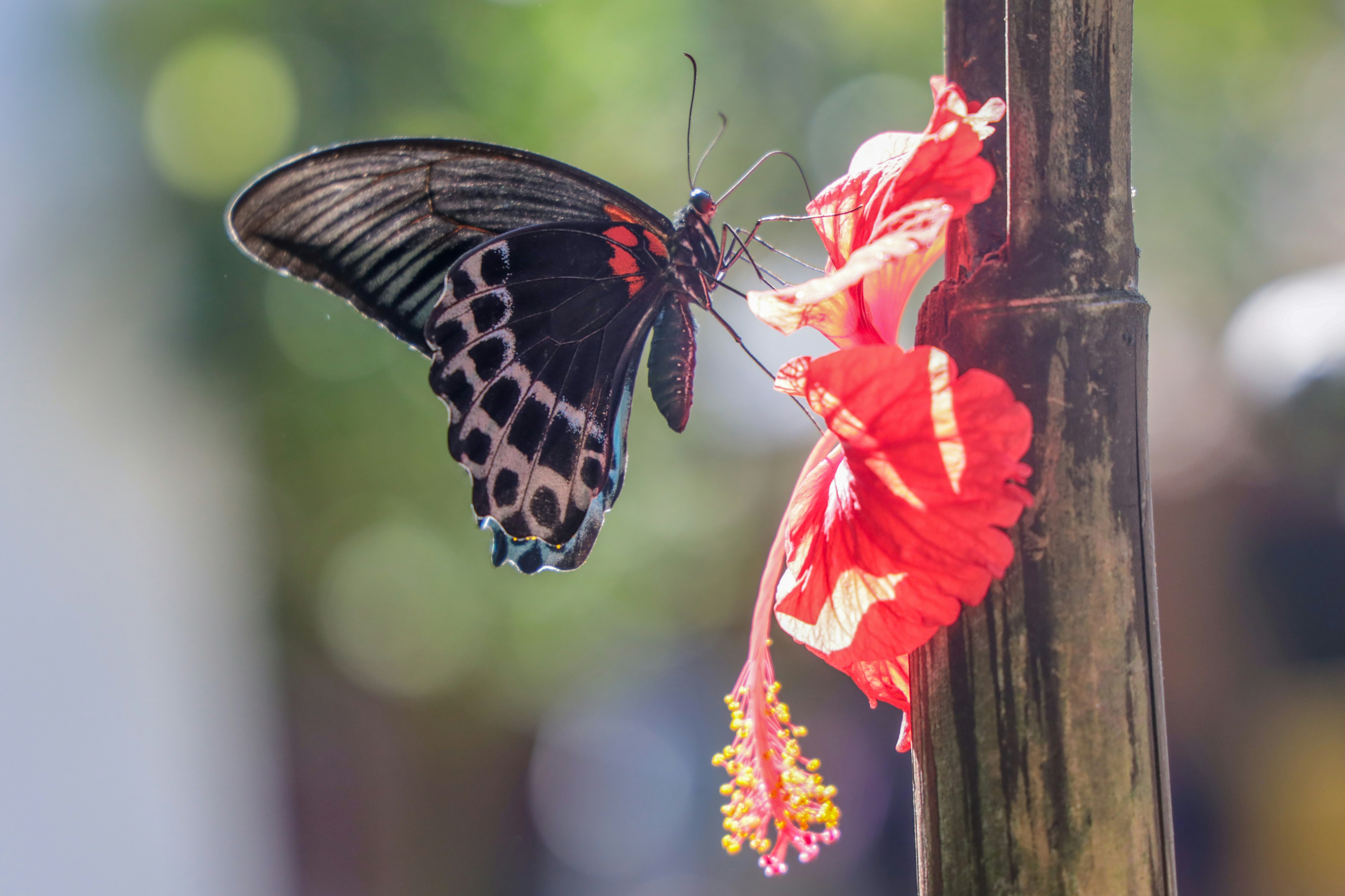 Butterfly Ballet on a Hibiscus Post
