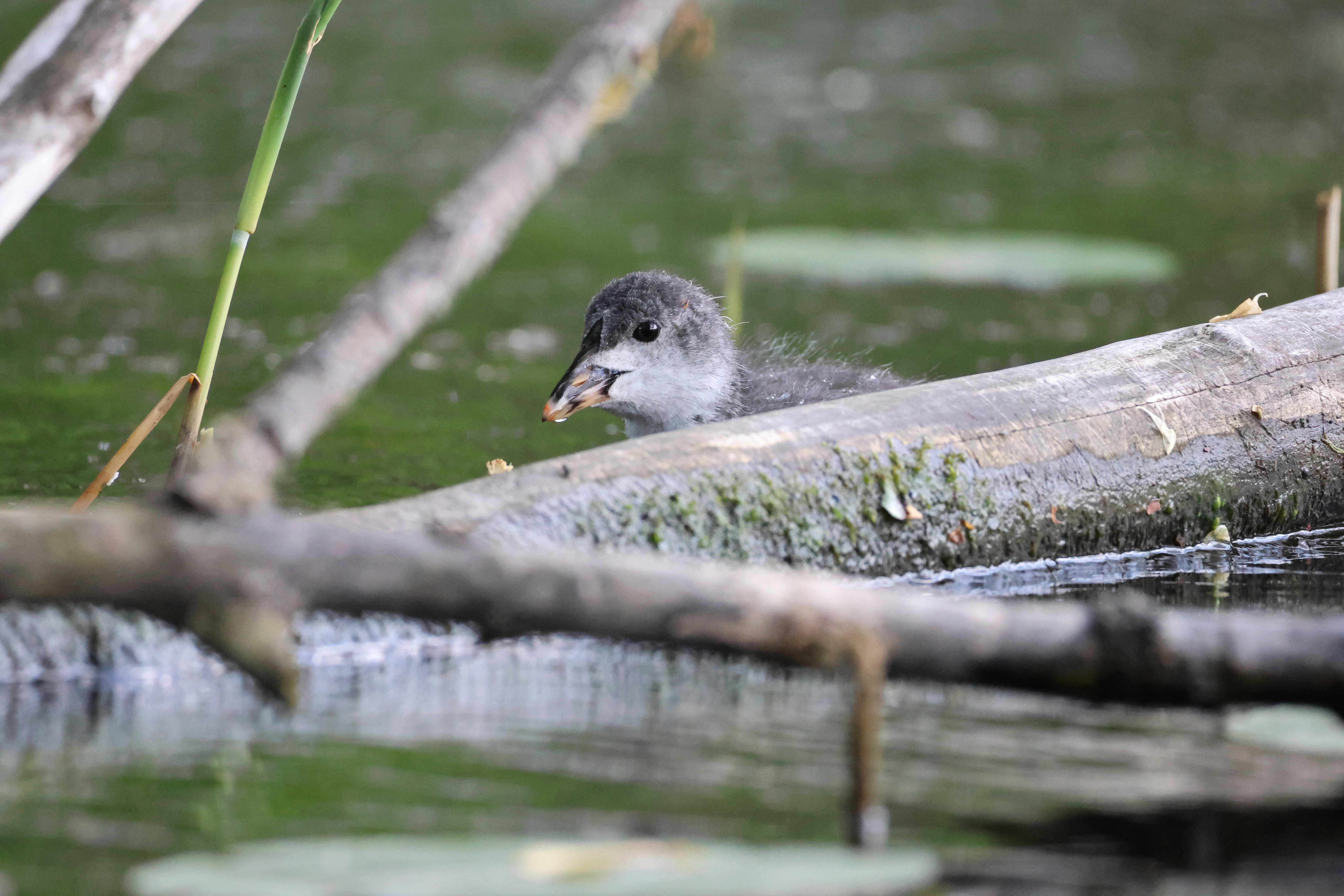 Watchful Juvenile Duckling Amid Reeds and Ripples