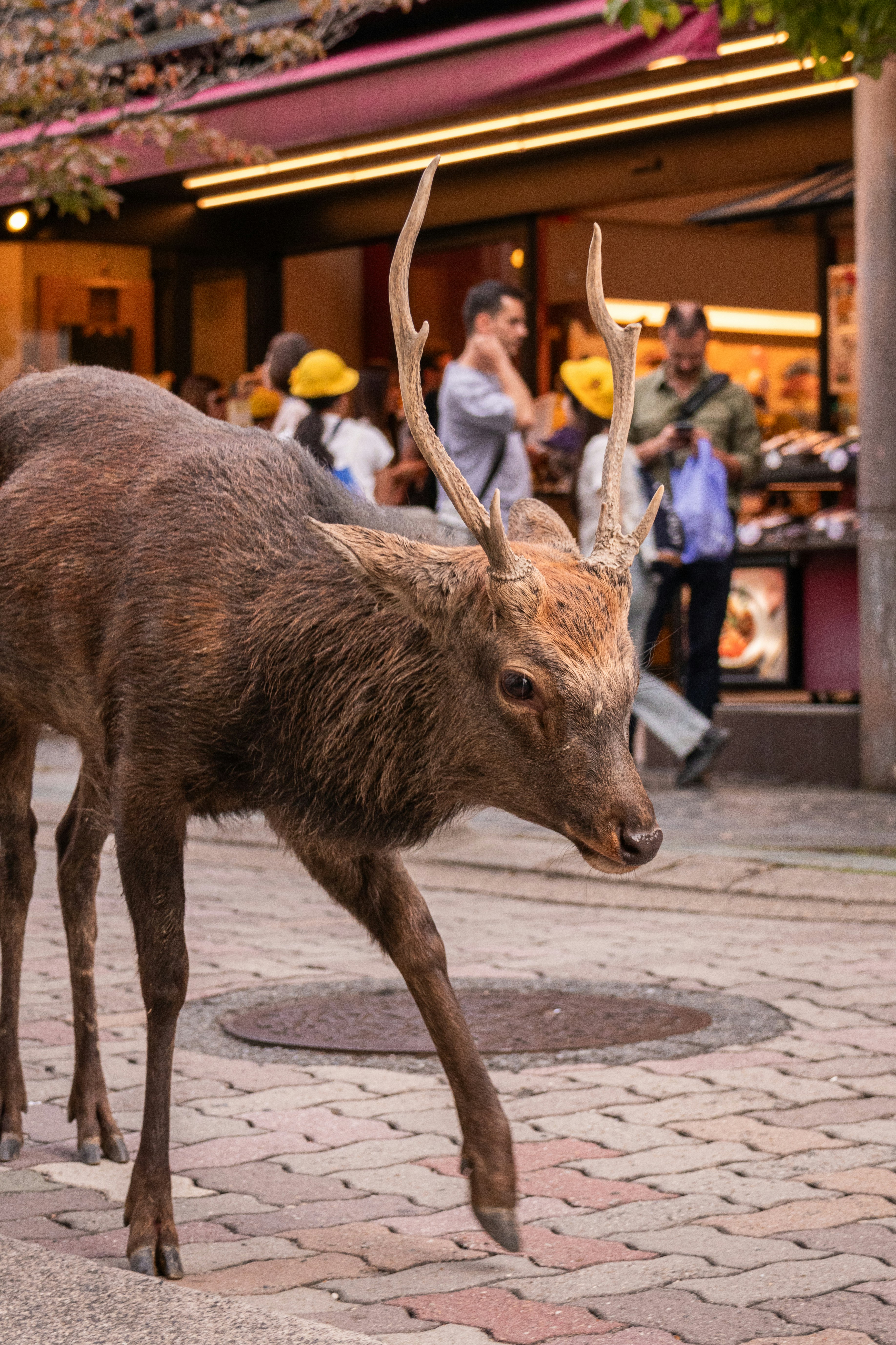 Strolling Stag Amid Community Footsteps