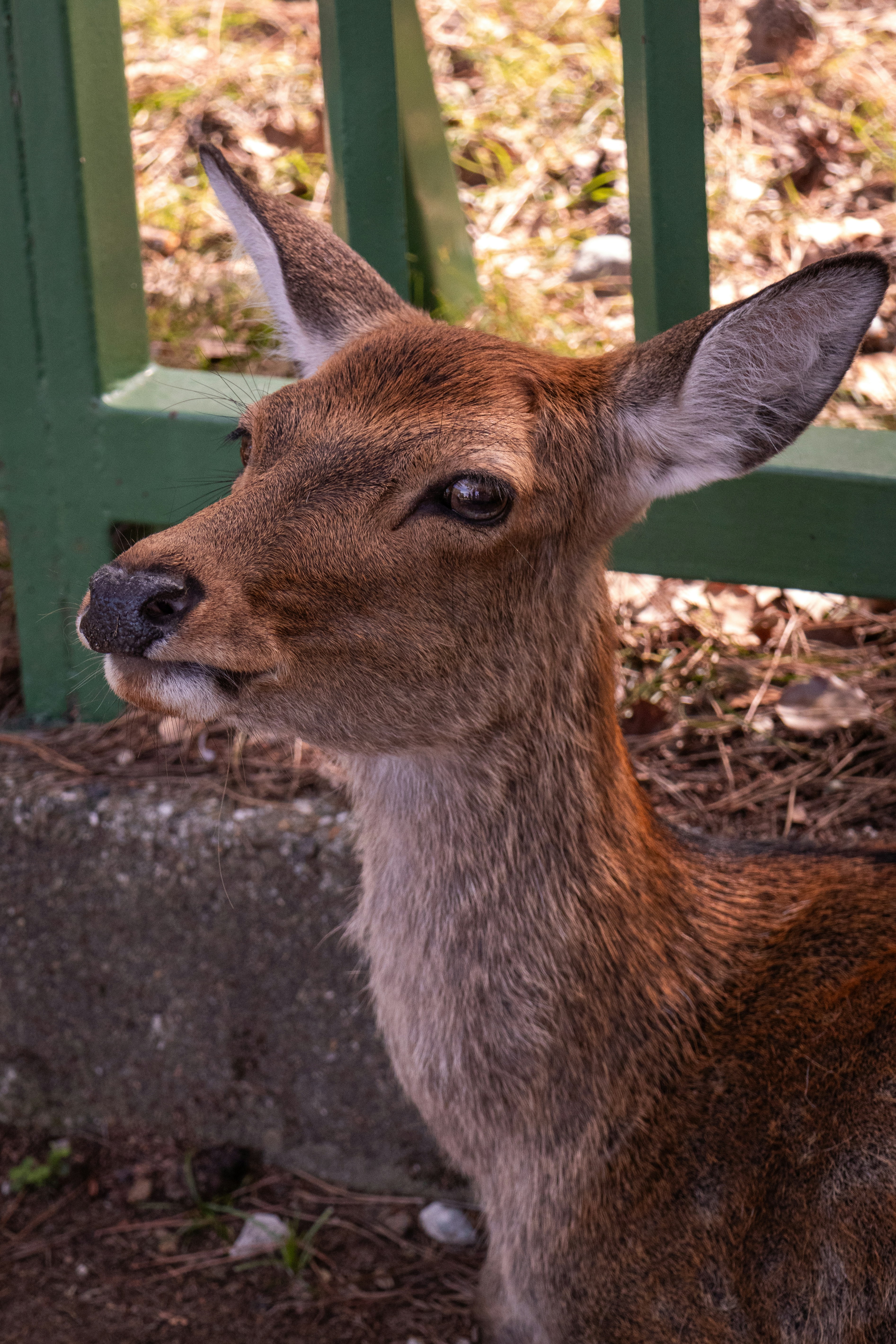Portrait of a Deer’s Quiet Gaze Against a Garden Fence
