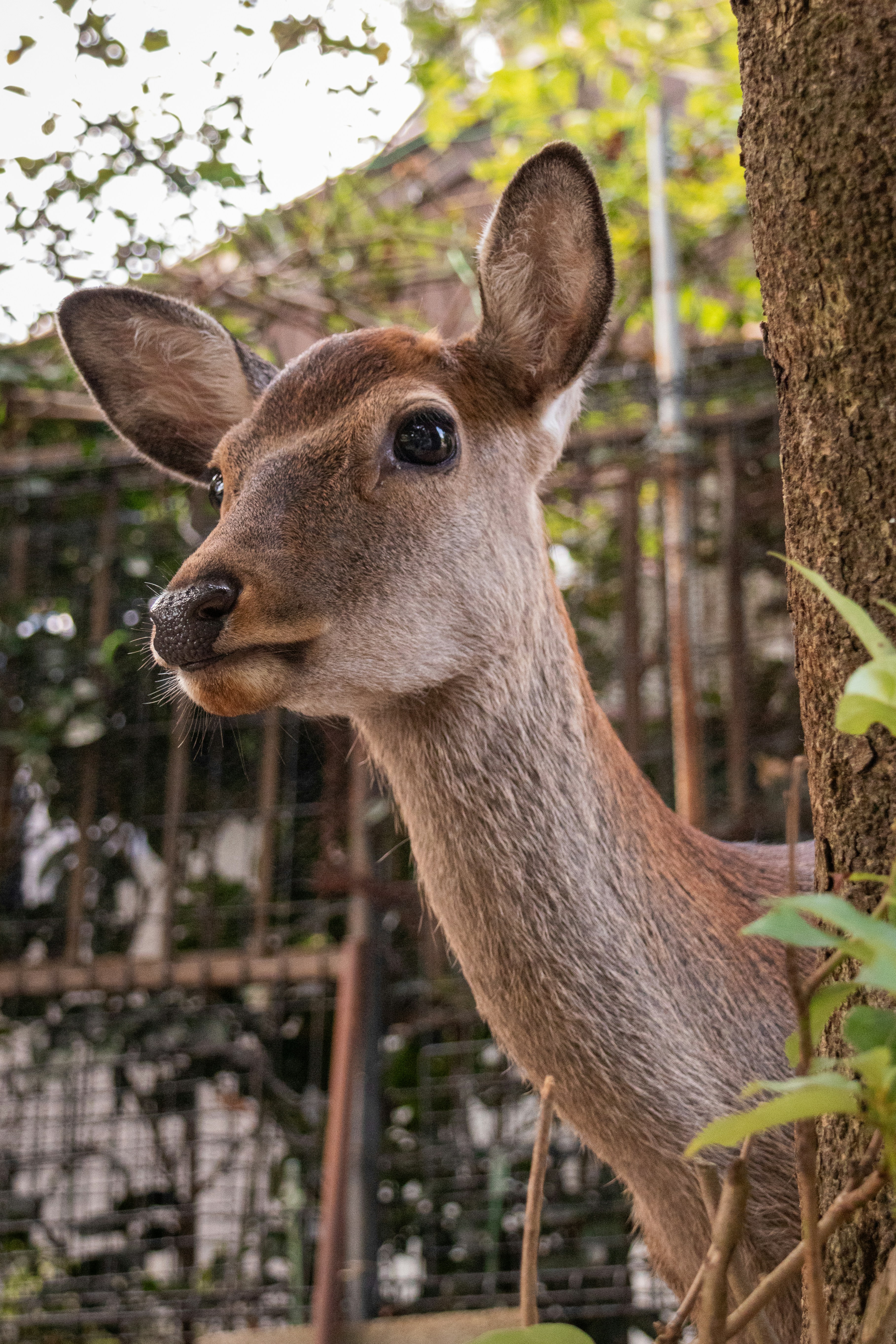 Curious Stare: A Young Doe Peers from the Grove