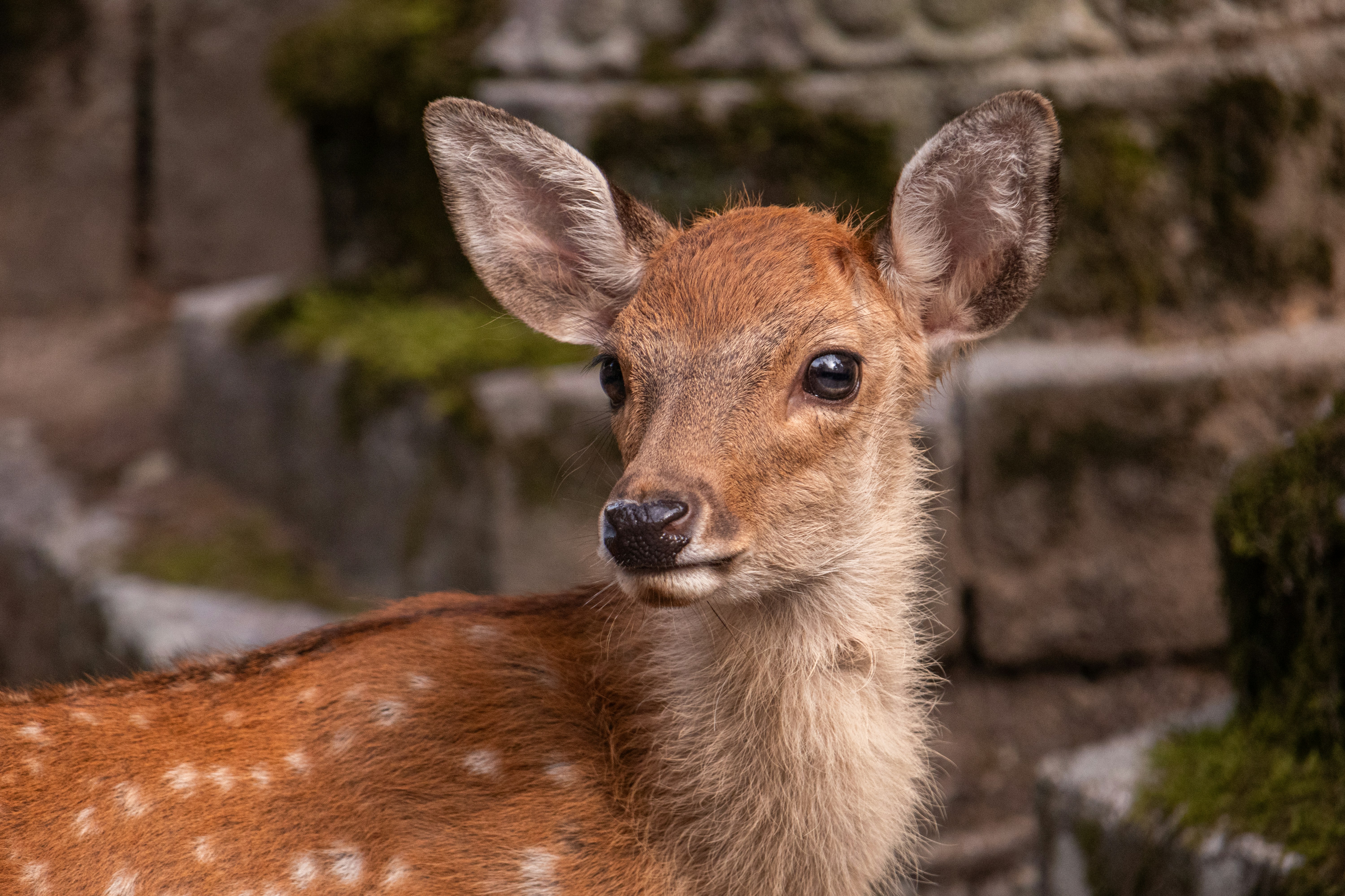 A close-up shot of a beautiful baby deer in Nara, Japan