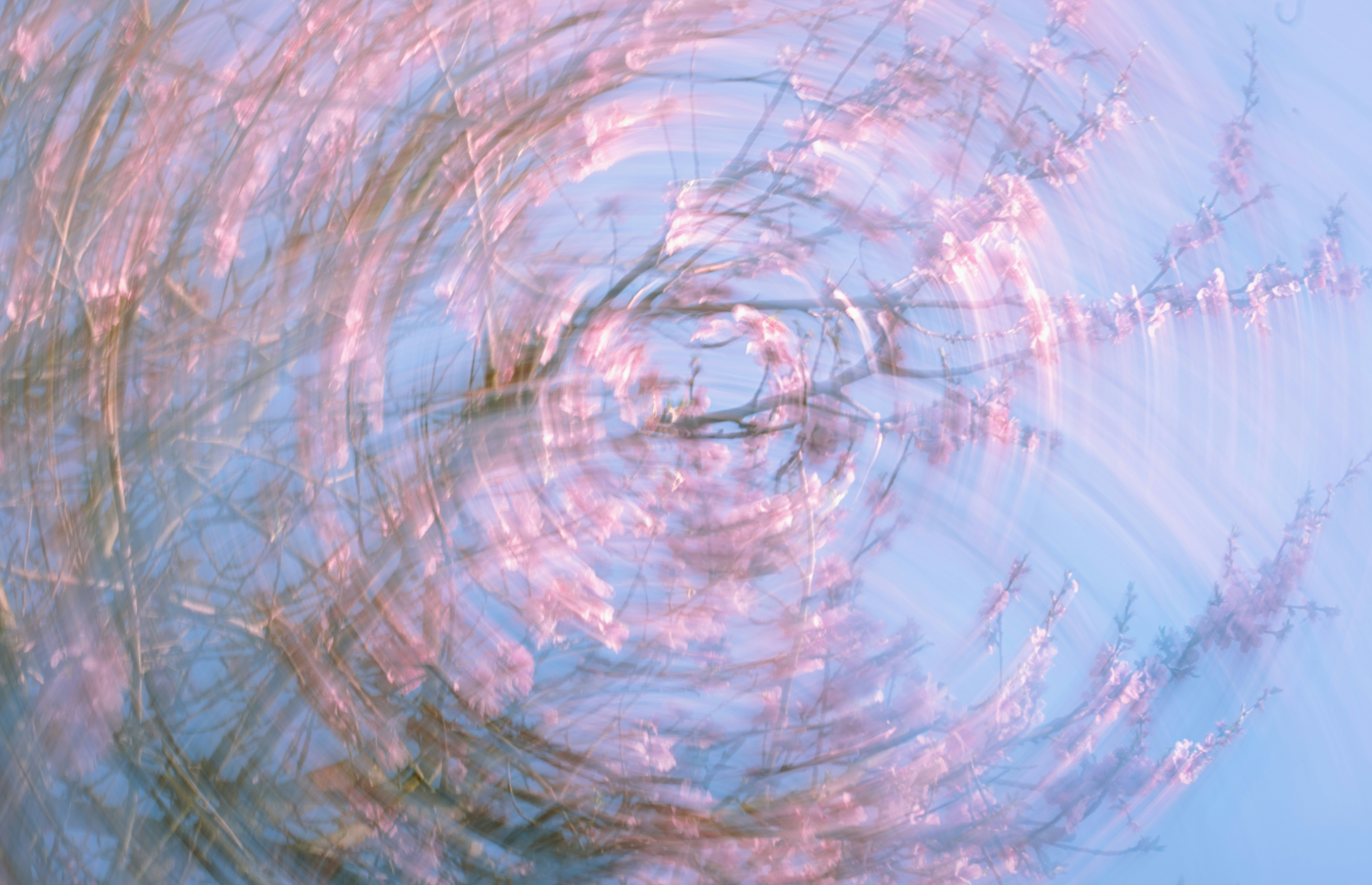 Circular Bloom: Pink Ripples in a Clear Sky