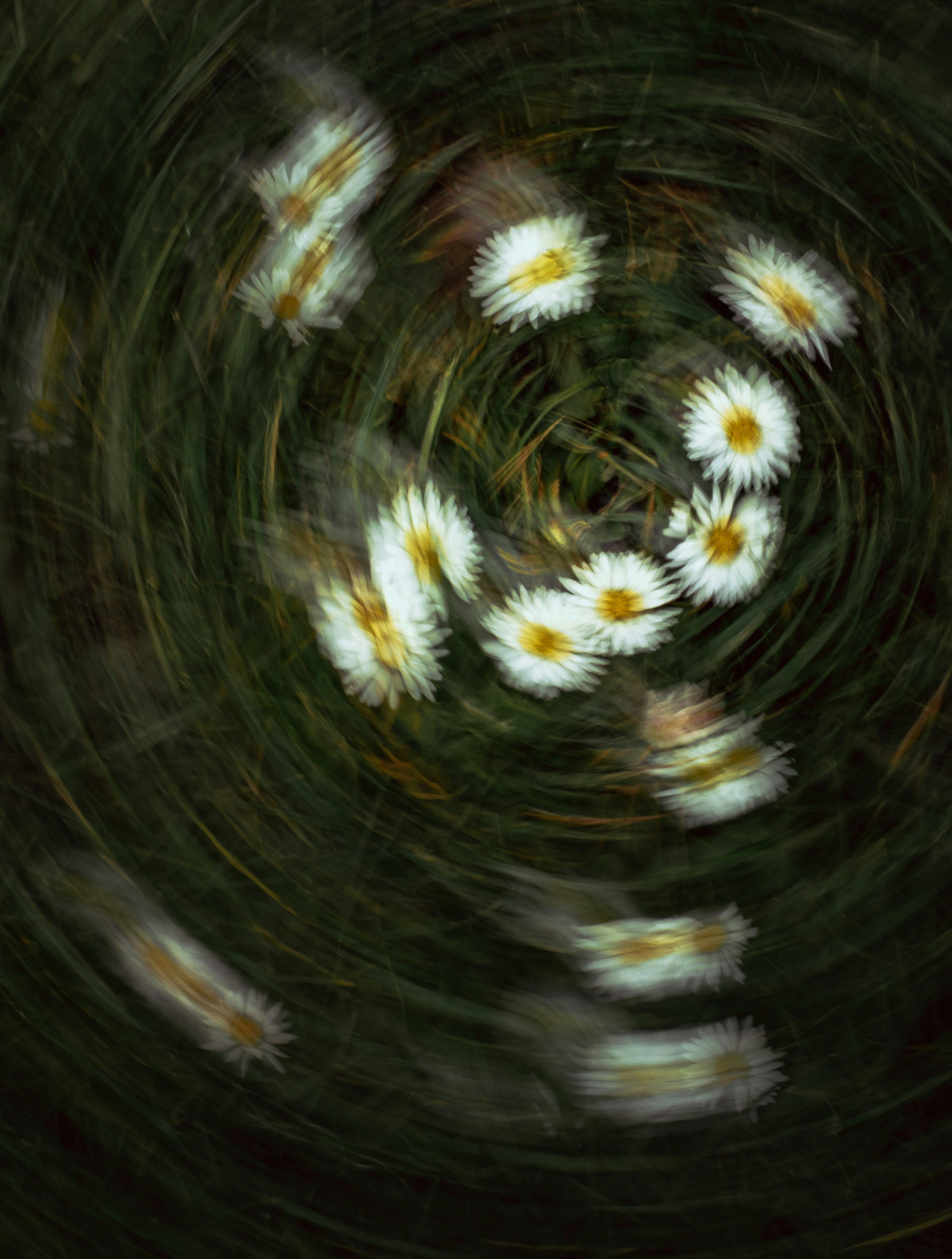 Daisies in a Dream: A Swirl of Petals and Light
