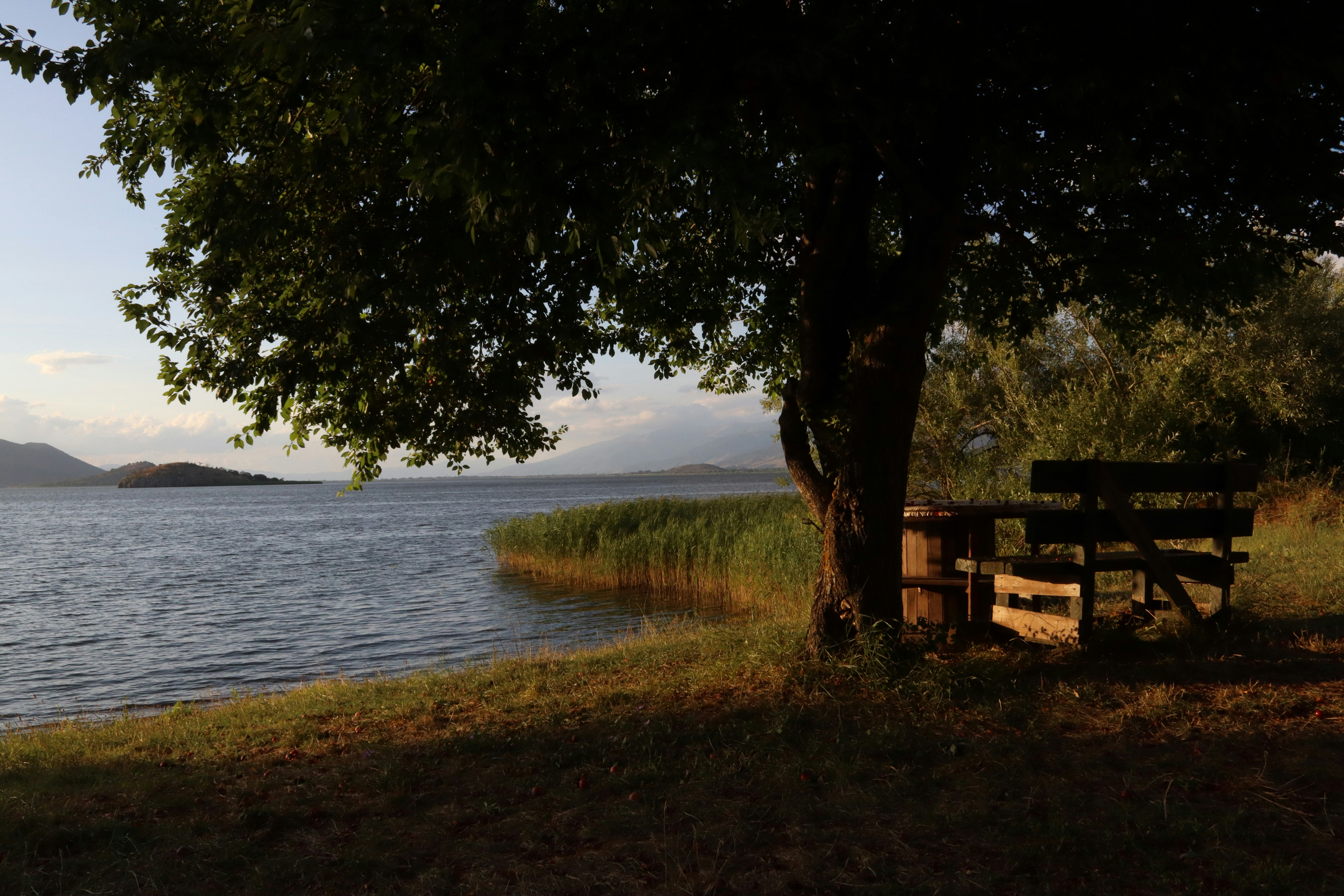 Shaded Tree and Bench by Lakeedge