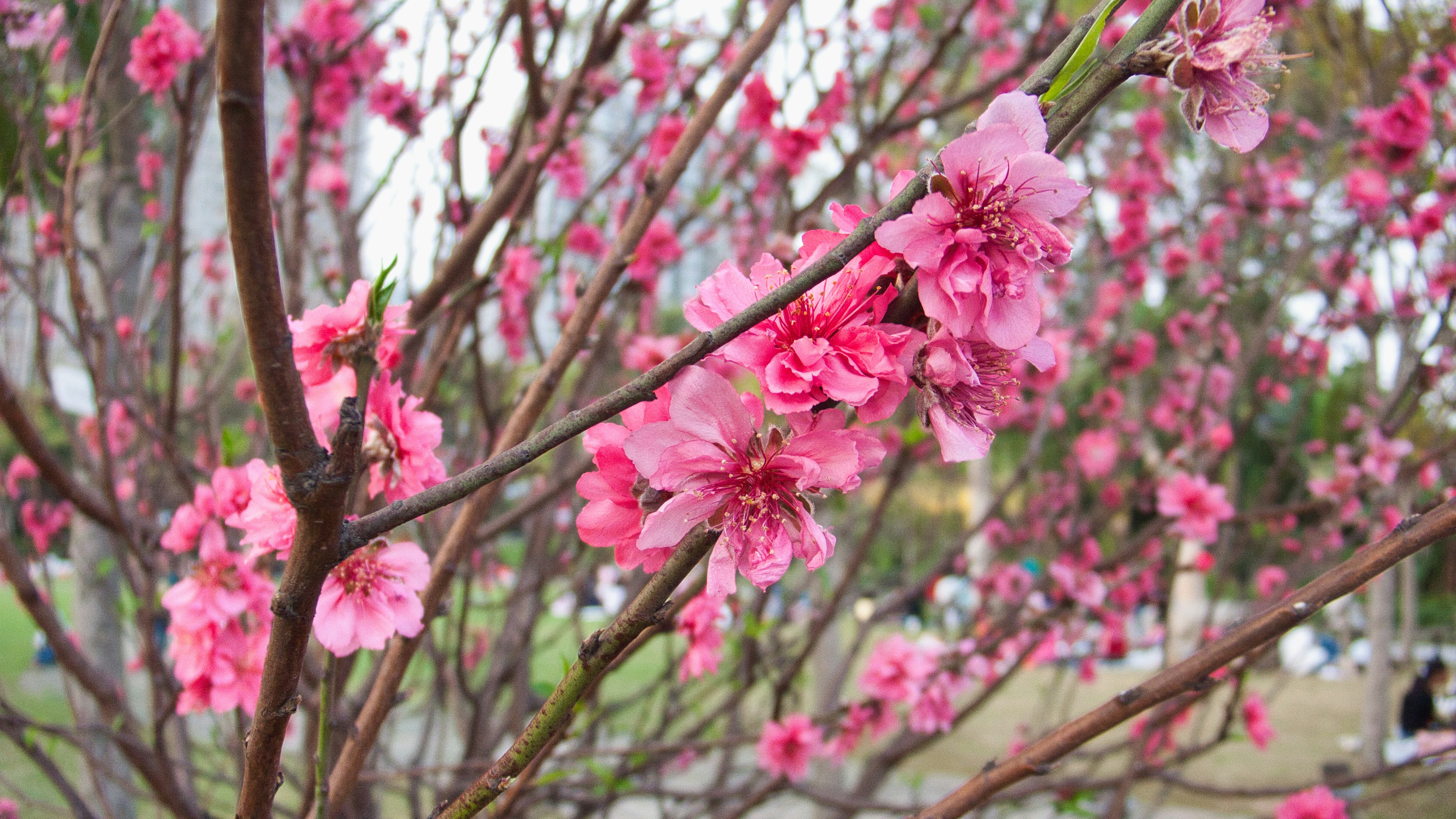 Pink Blossom Cascade: A Close Encounter with Spring's Delicate Petals