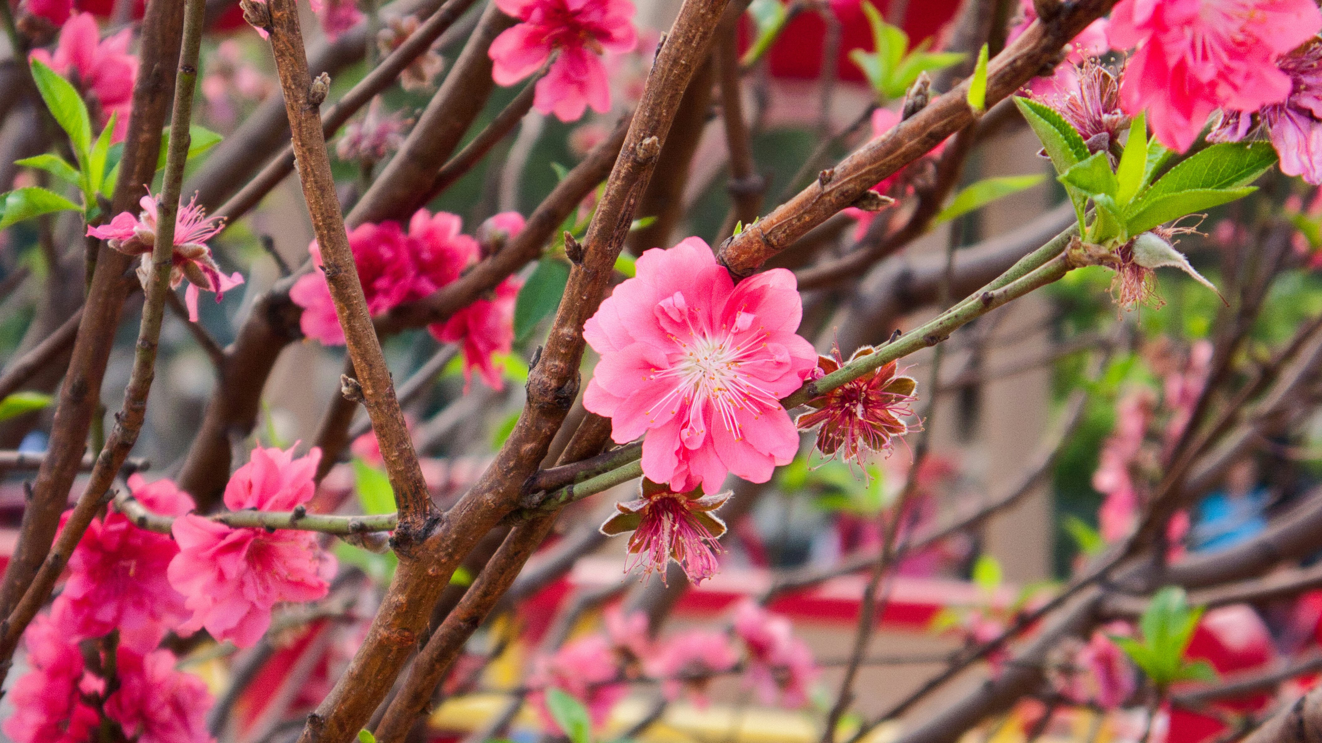 Blooming Pink Crests: A Close Encounter with Spring Petals