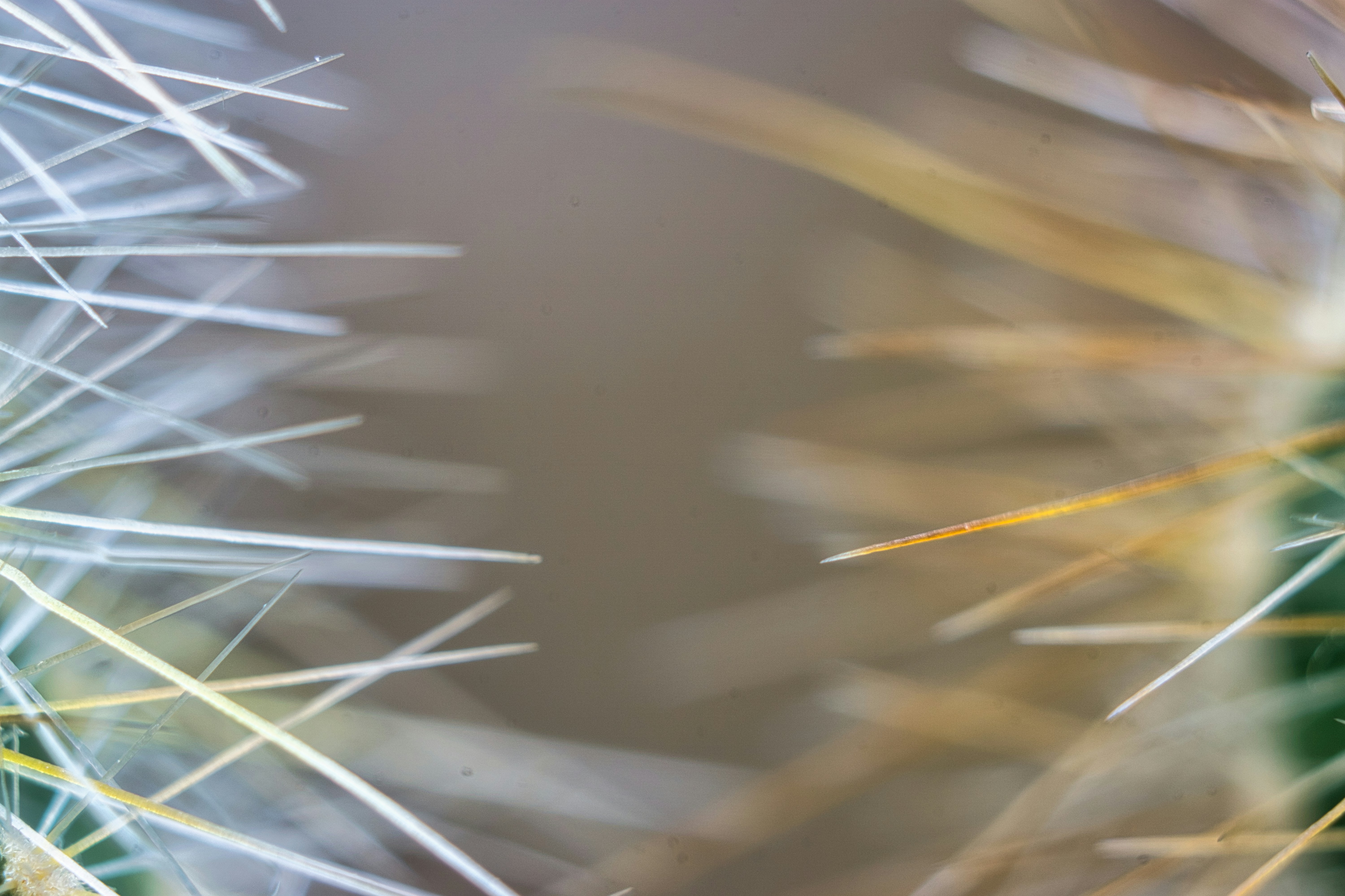 Tangled Spines: Delicate Cactus Thorns in Soft Blur