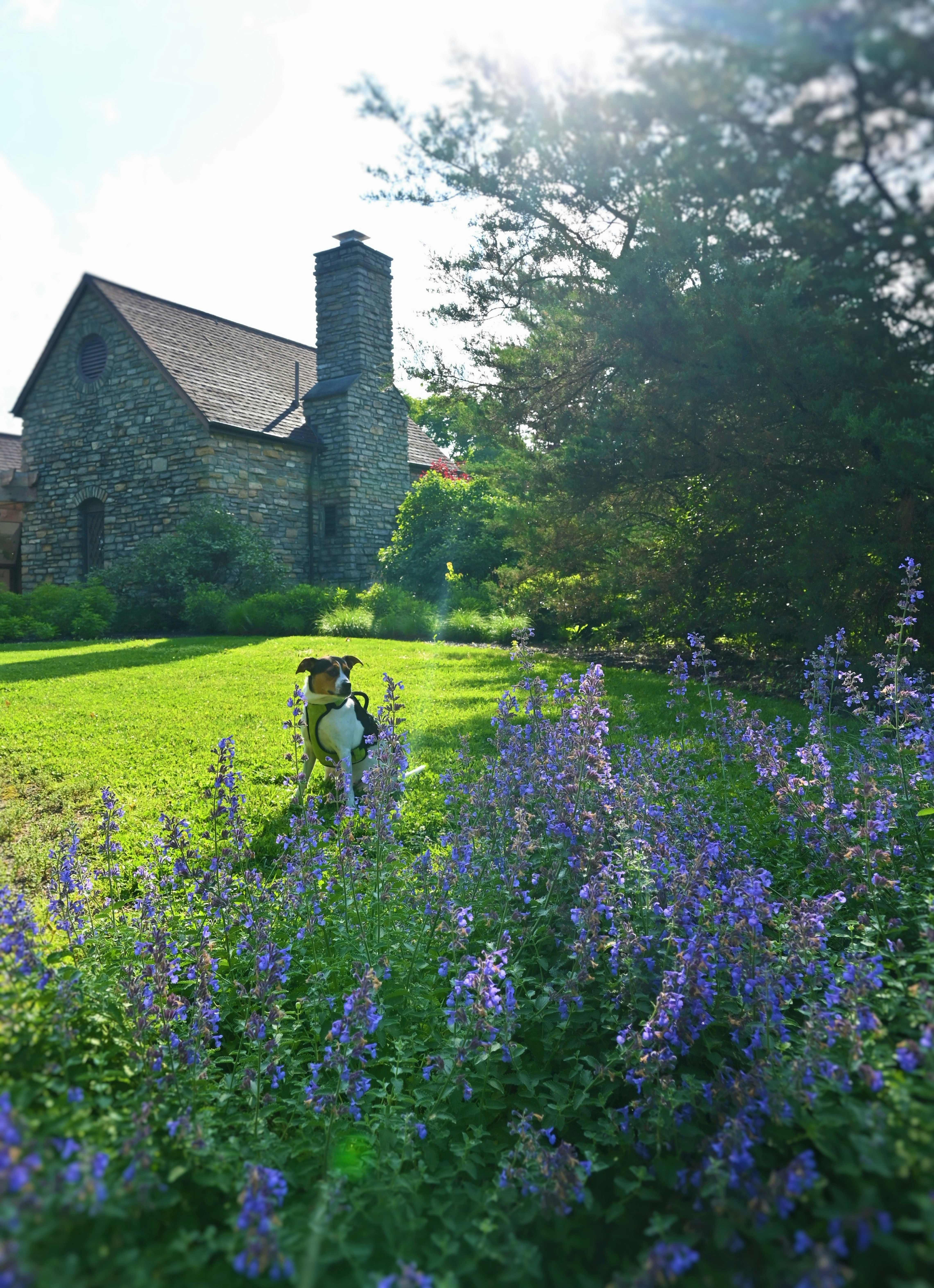 Lawn Herald: A Jack Russell in Bloom by the Stone Manor