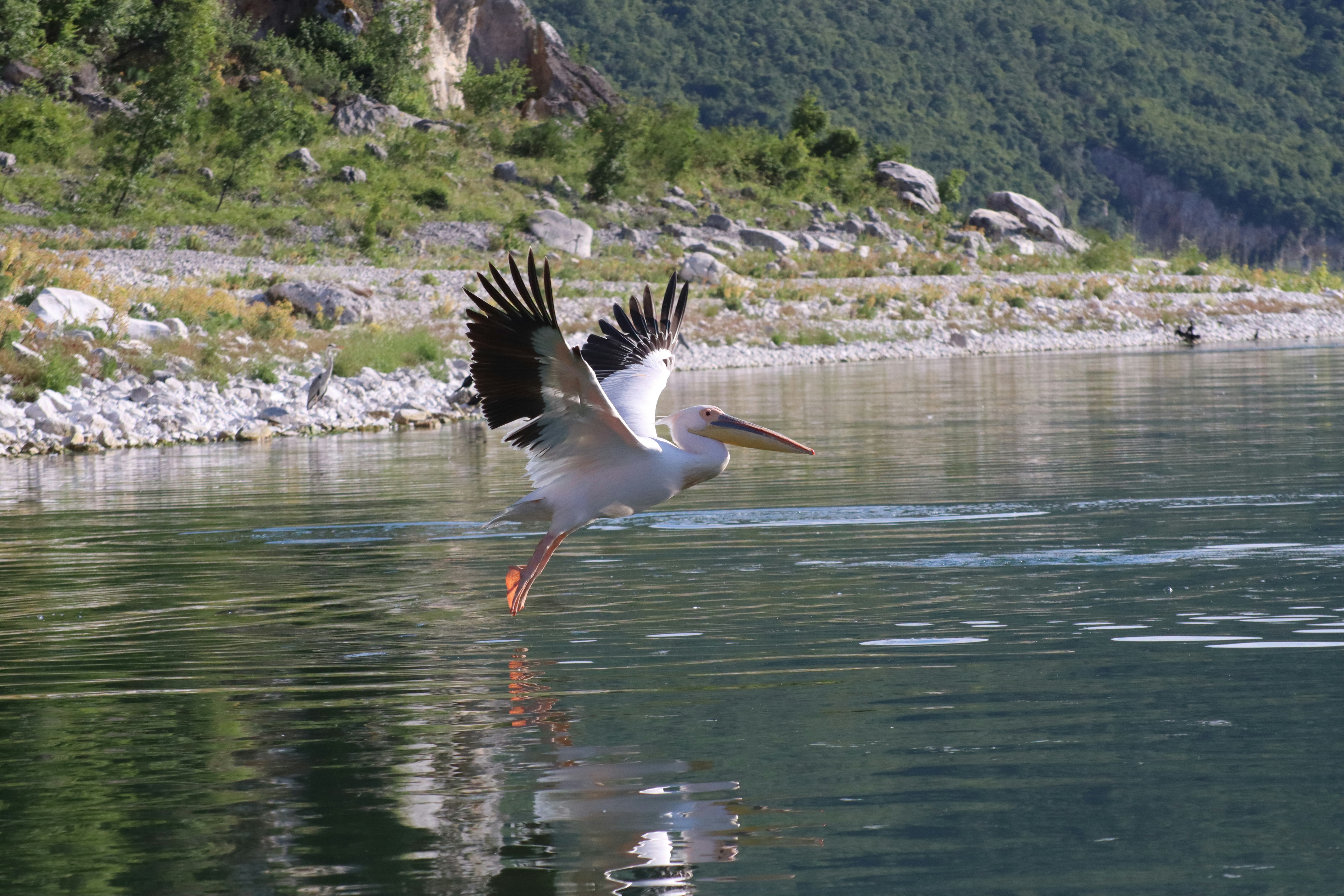 Winged Approach Over Glassy Fjord