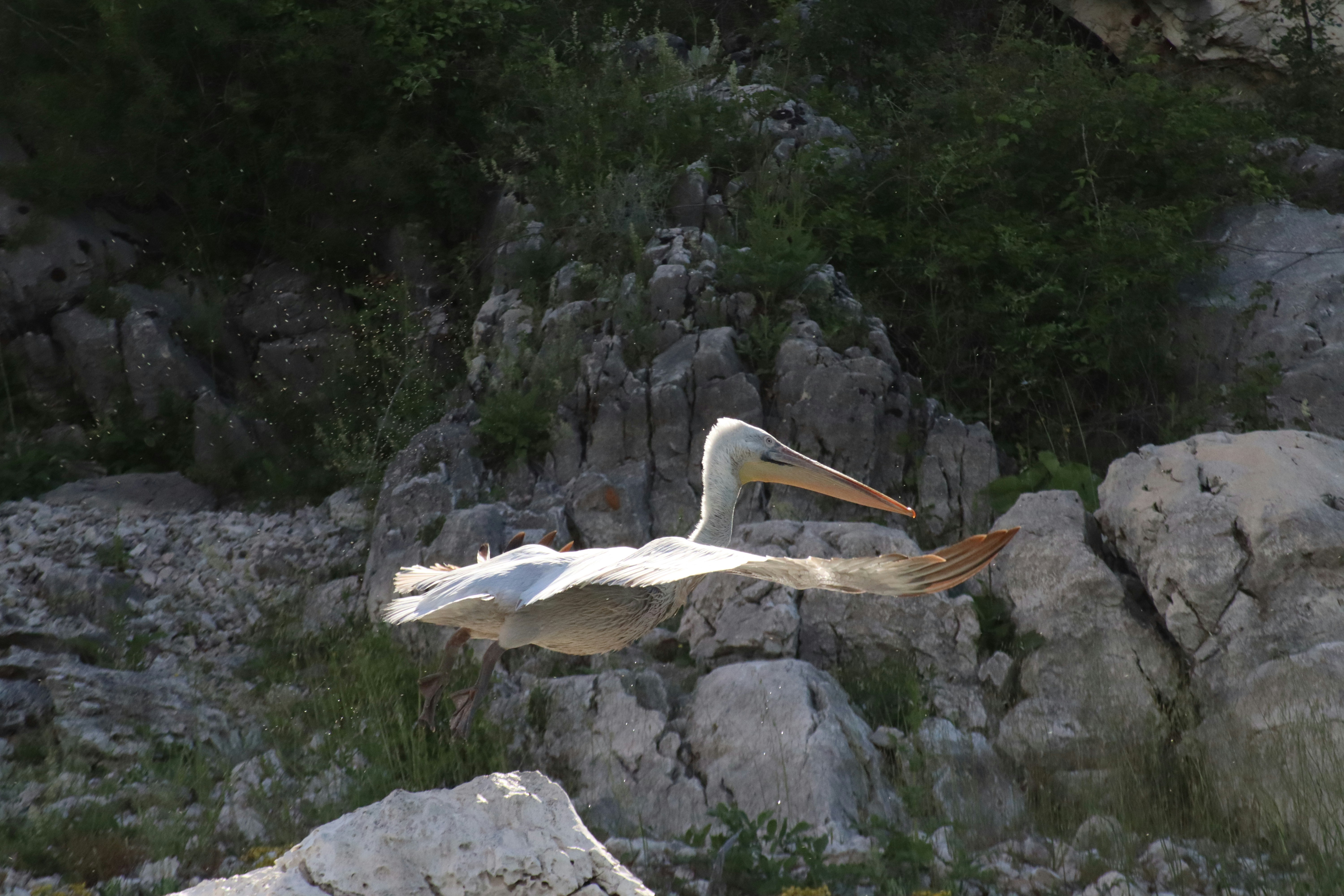 Low-Flight Pelican Over Rough Coastline