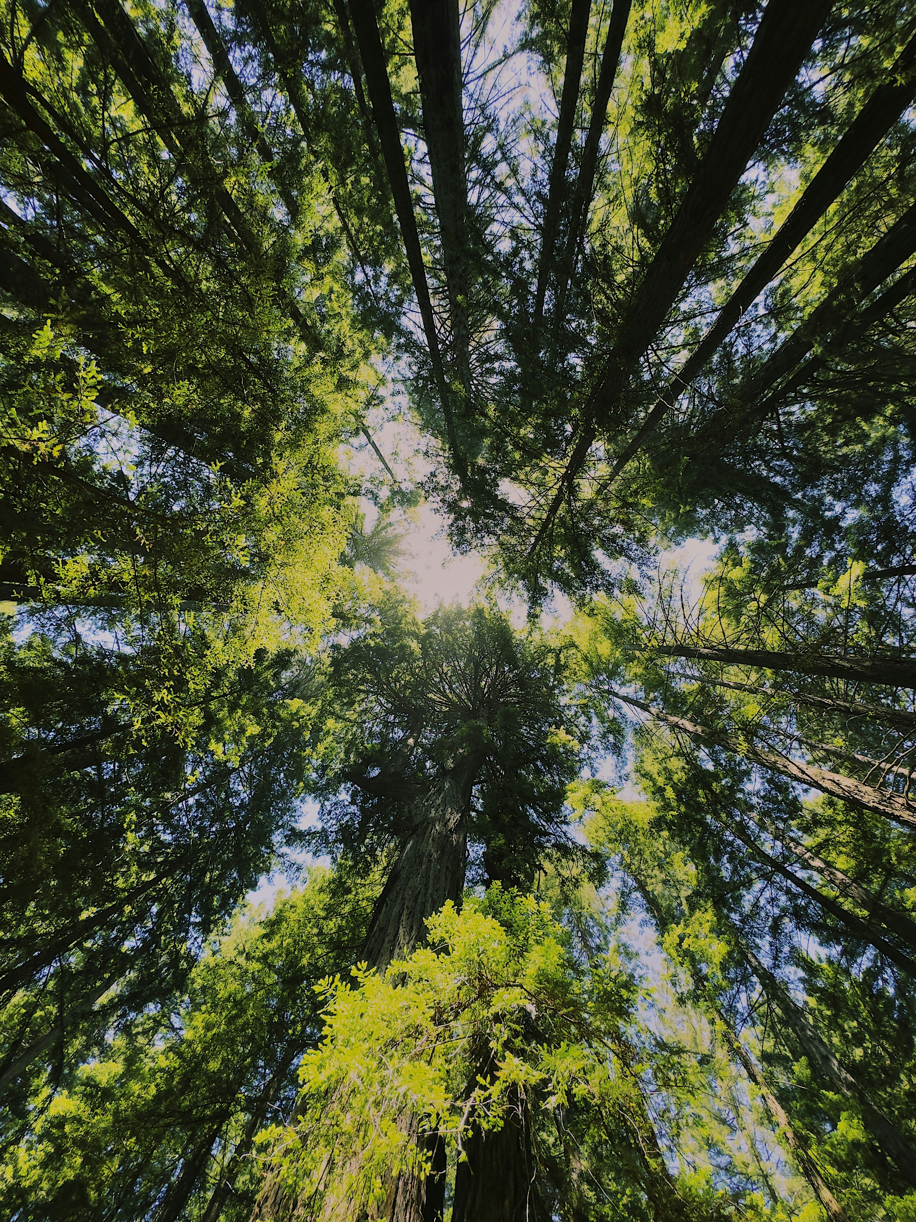 Sunlight filtering through a canopy of tall green trees.