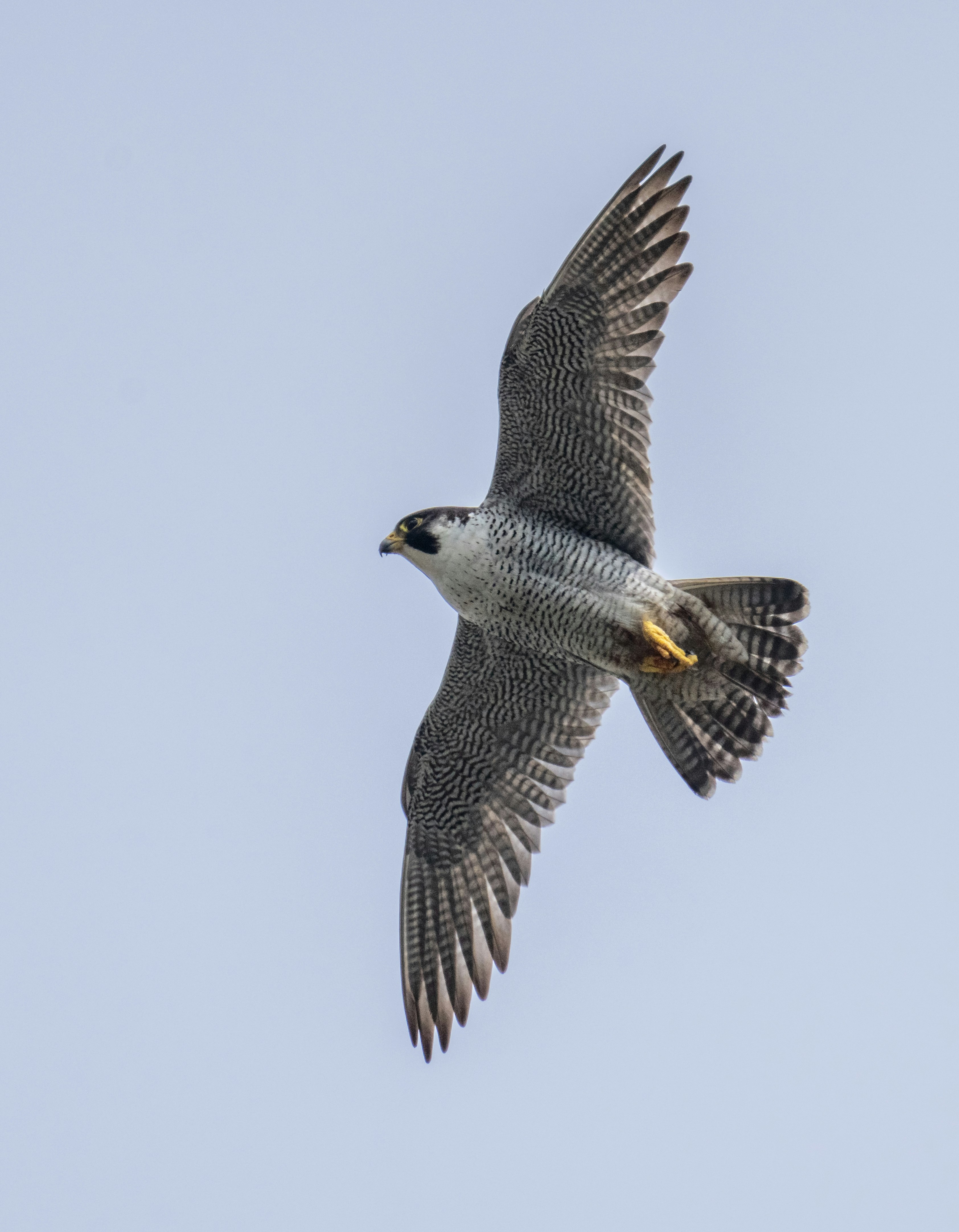 Peregrine in Profile: Piercing Gaze Against a Skyward Field