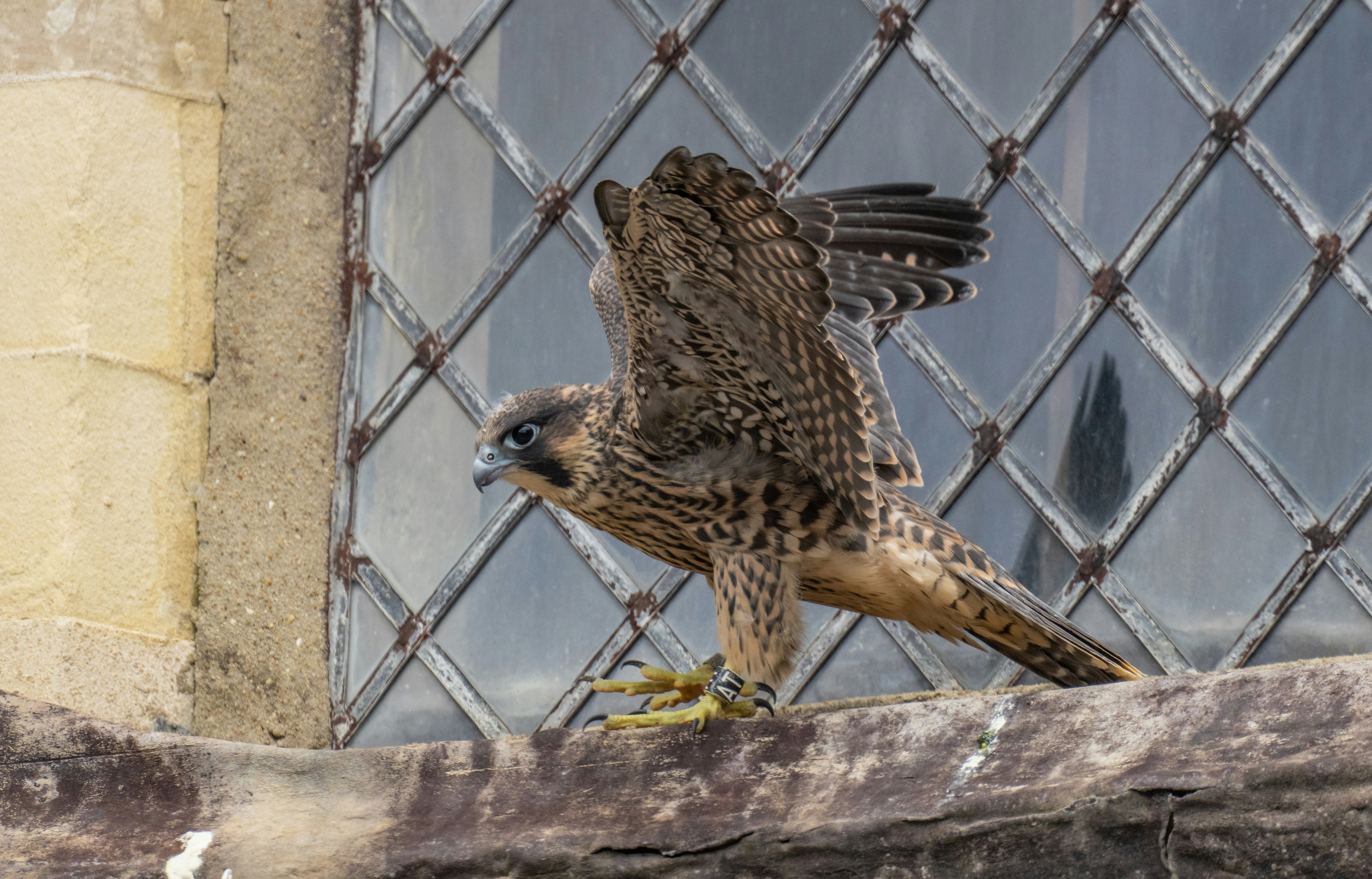 Falcon with spread wings on a stone window ledge.
