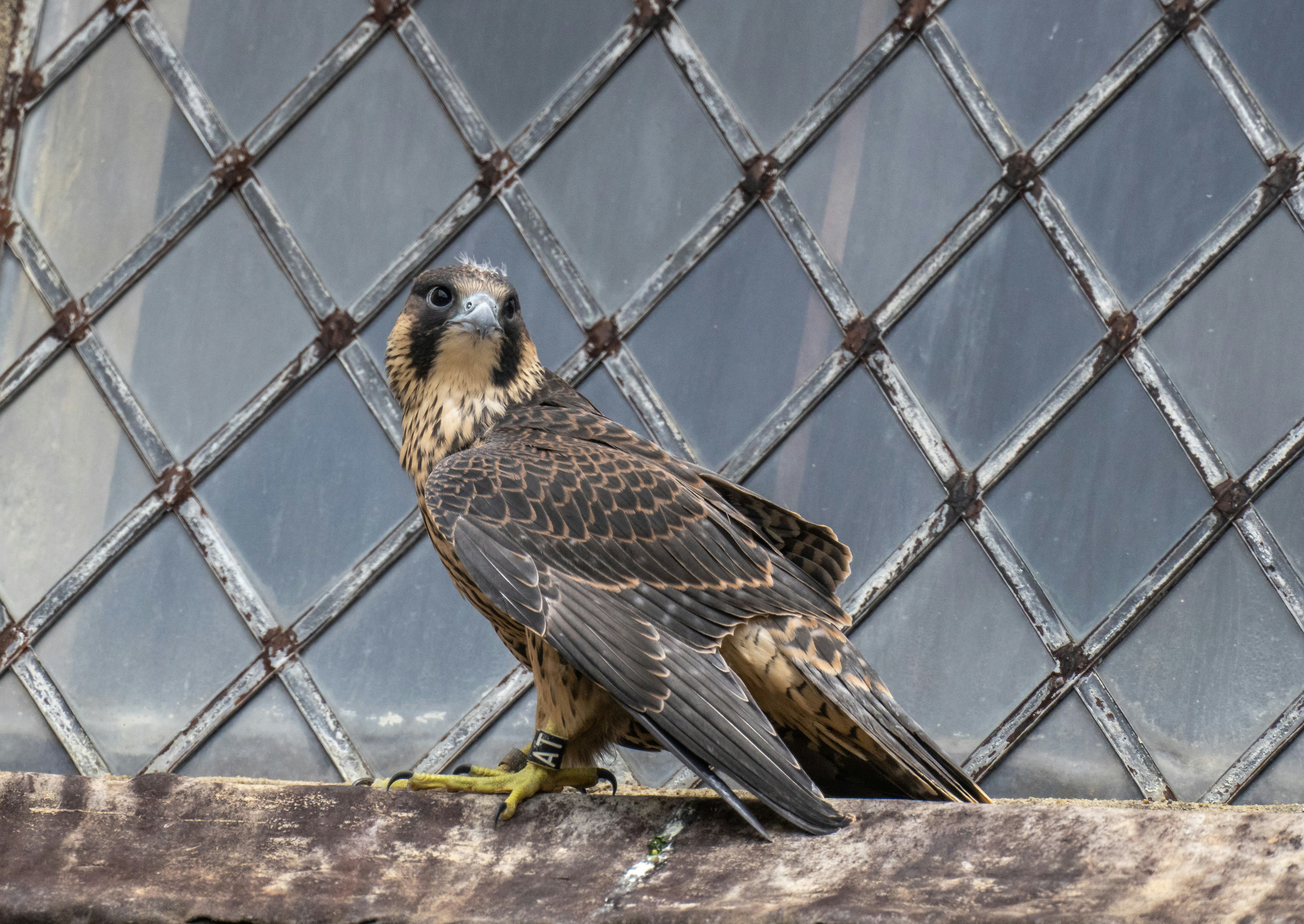 A falcon stands before a leaded glass window.