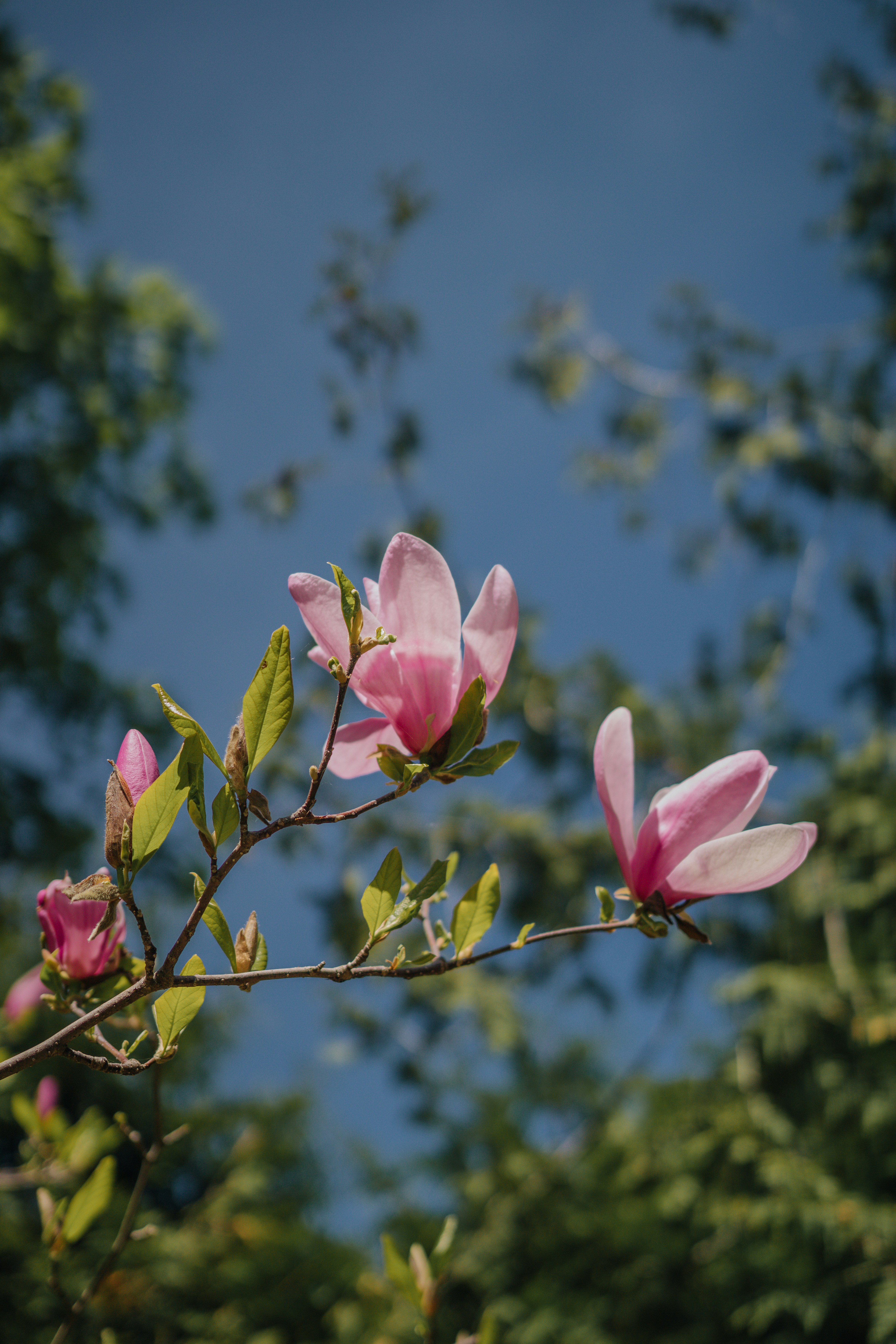 Blossom on a Sunlit Stem