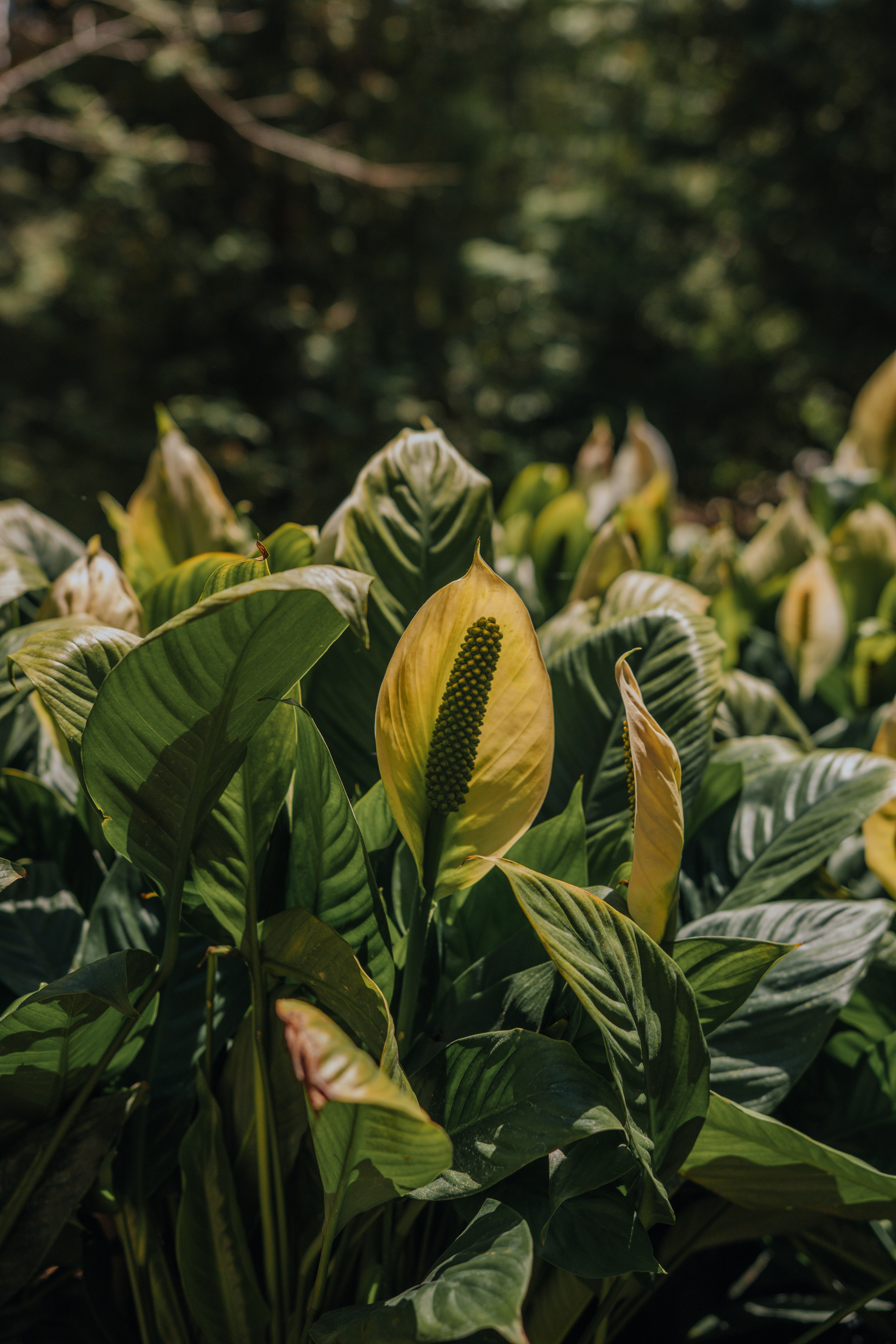 Sunlit Peace: A Sea of Green and Yellow Spathes