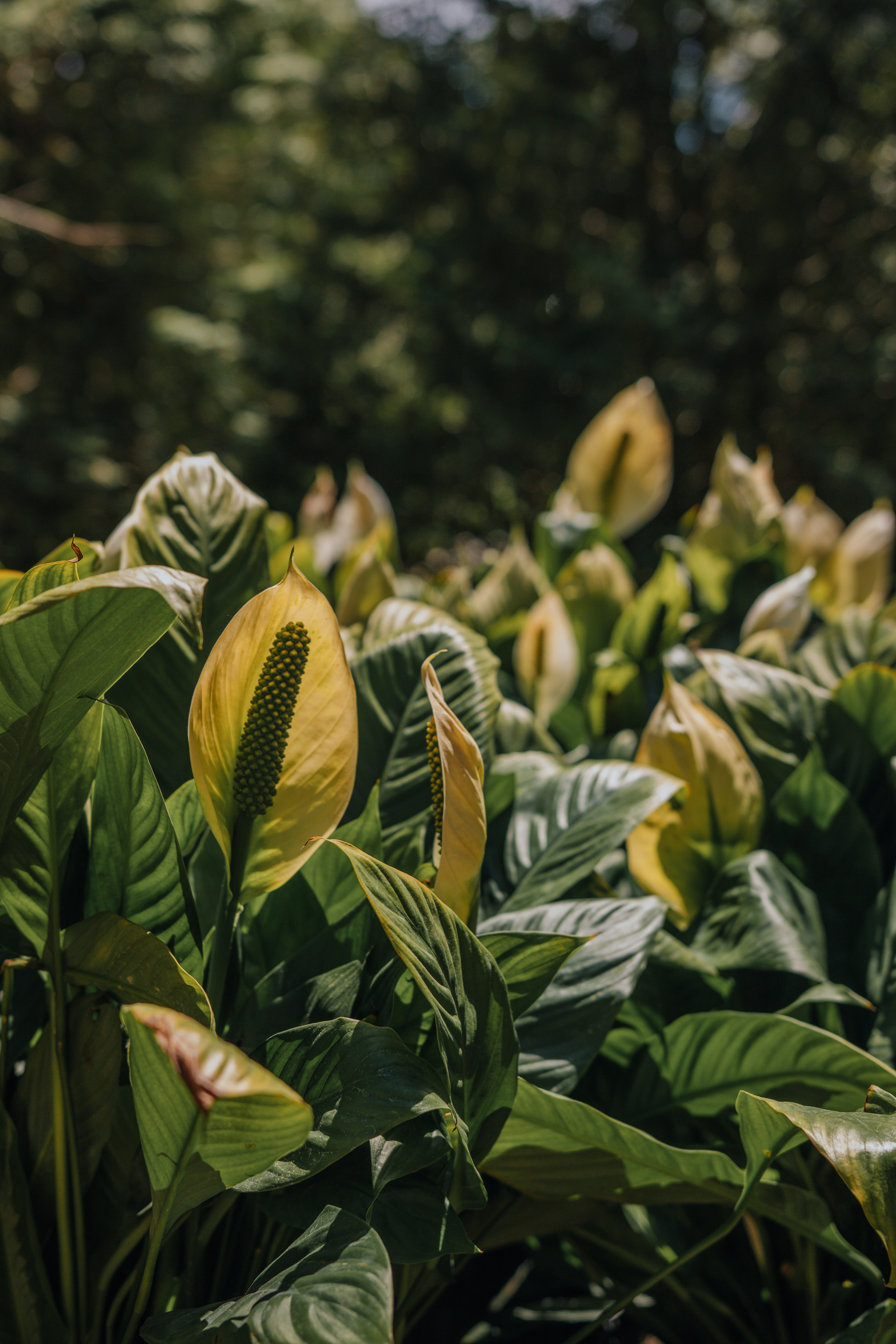 Emerald Invaders: Green Peaceful Leaves with Pale Spathes in Sunlit Understory