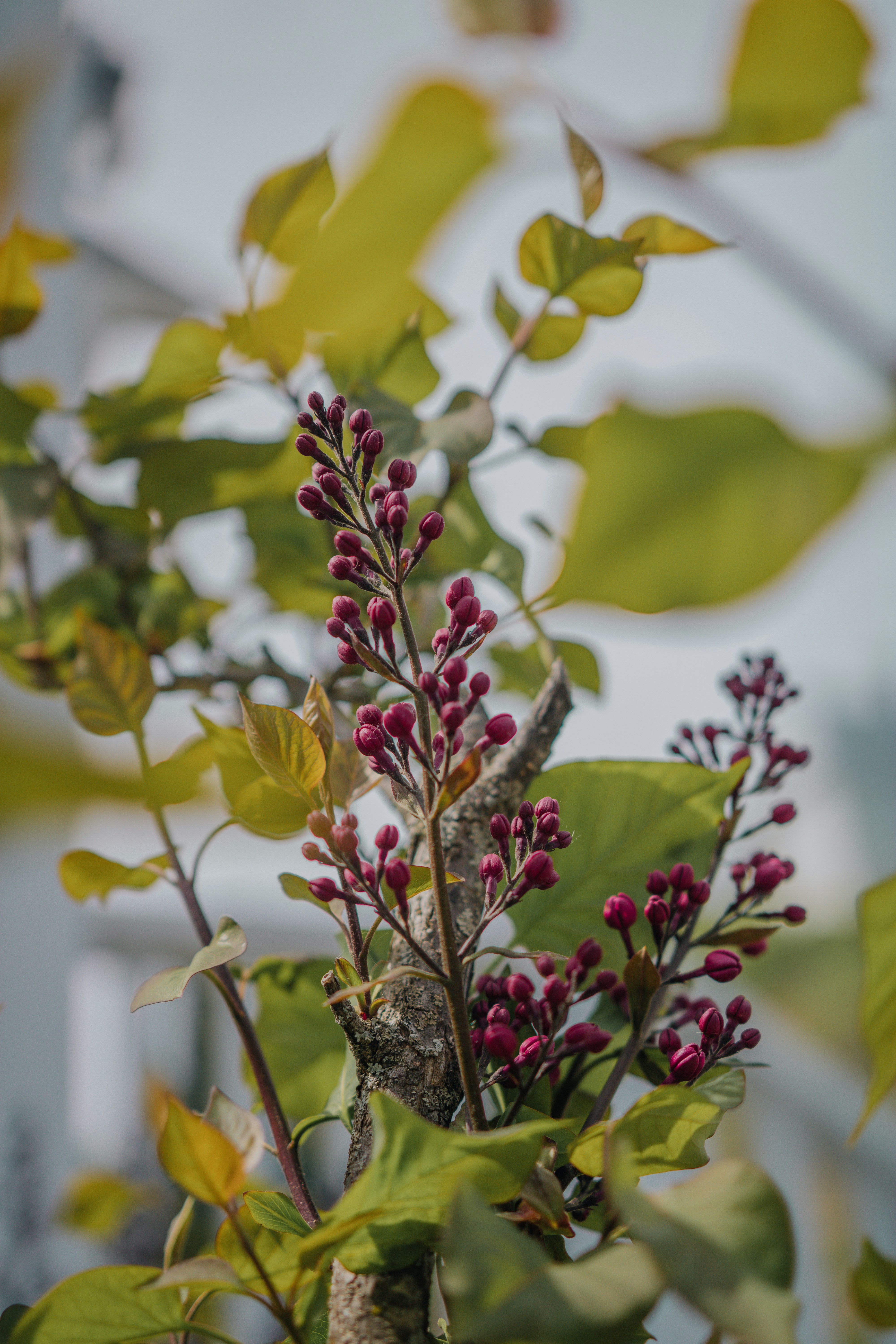 Vividbud: burgundy buds on a springing twig