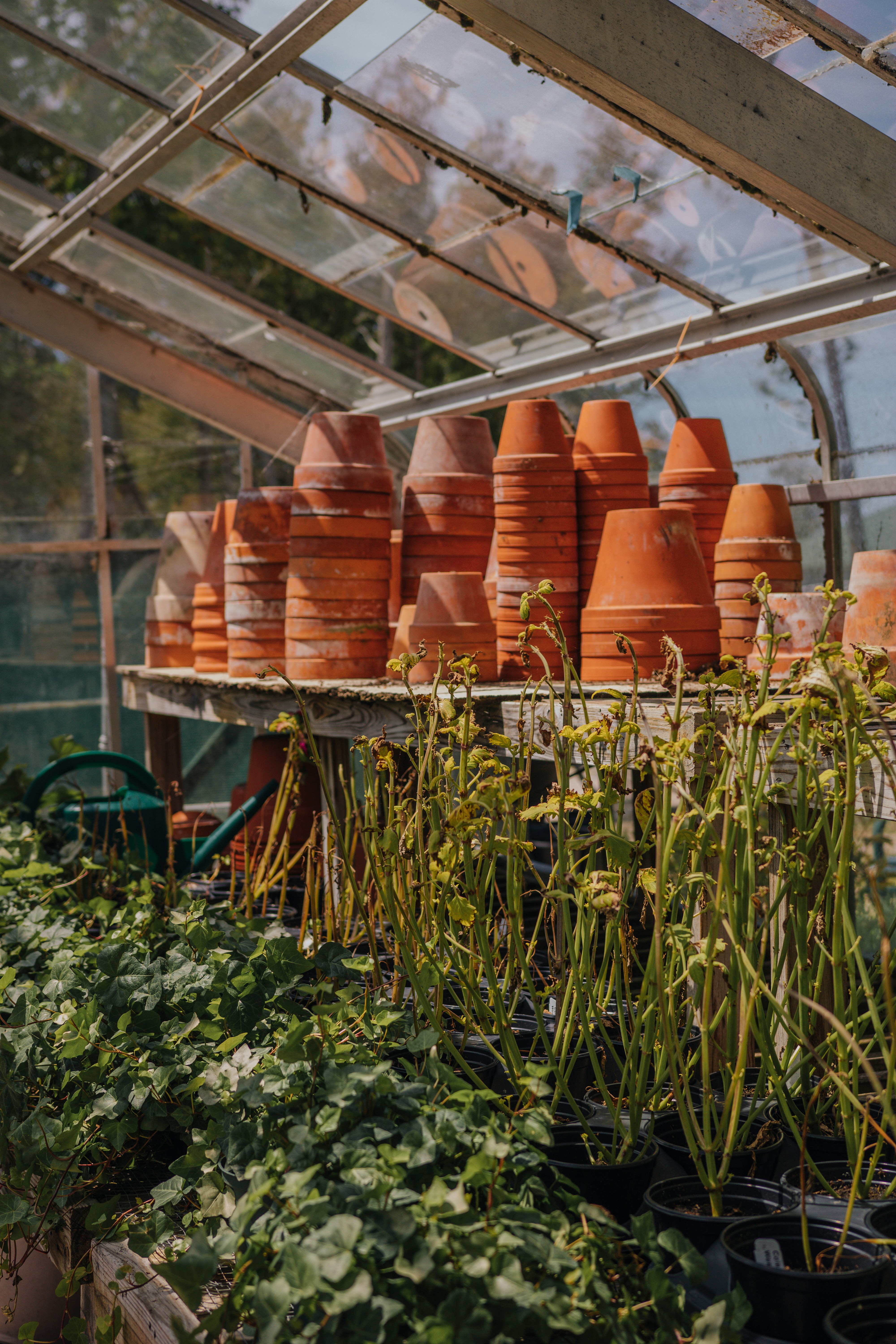 Terracotta Stacks in a Greenhouse Ripened by Spring Light