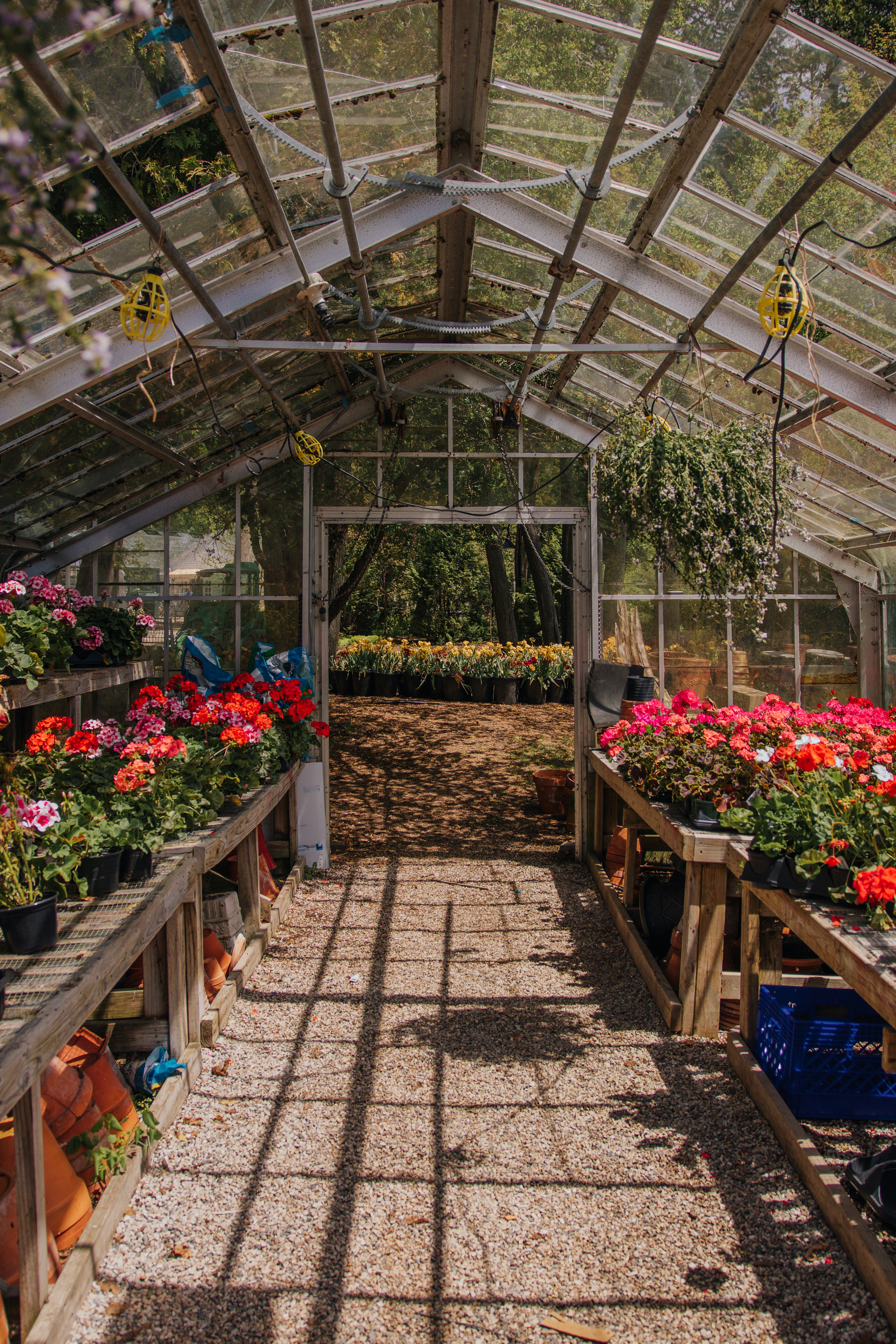 Greenhouse Corridor of Colorful Blooms