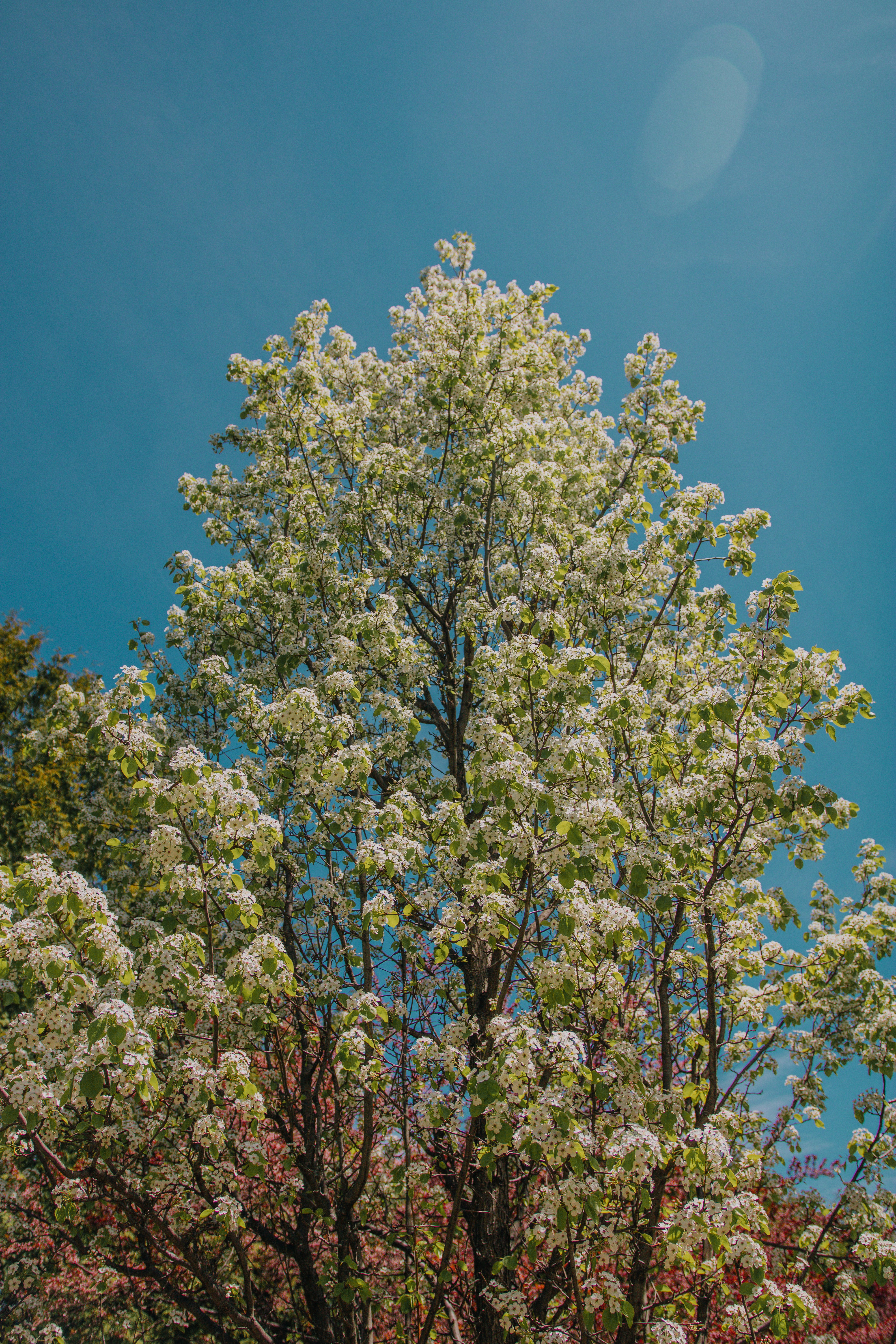 Blossoms Reach Toward a Bold Blue Sky