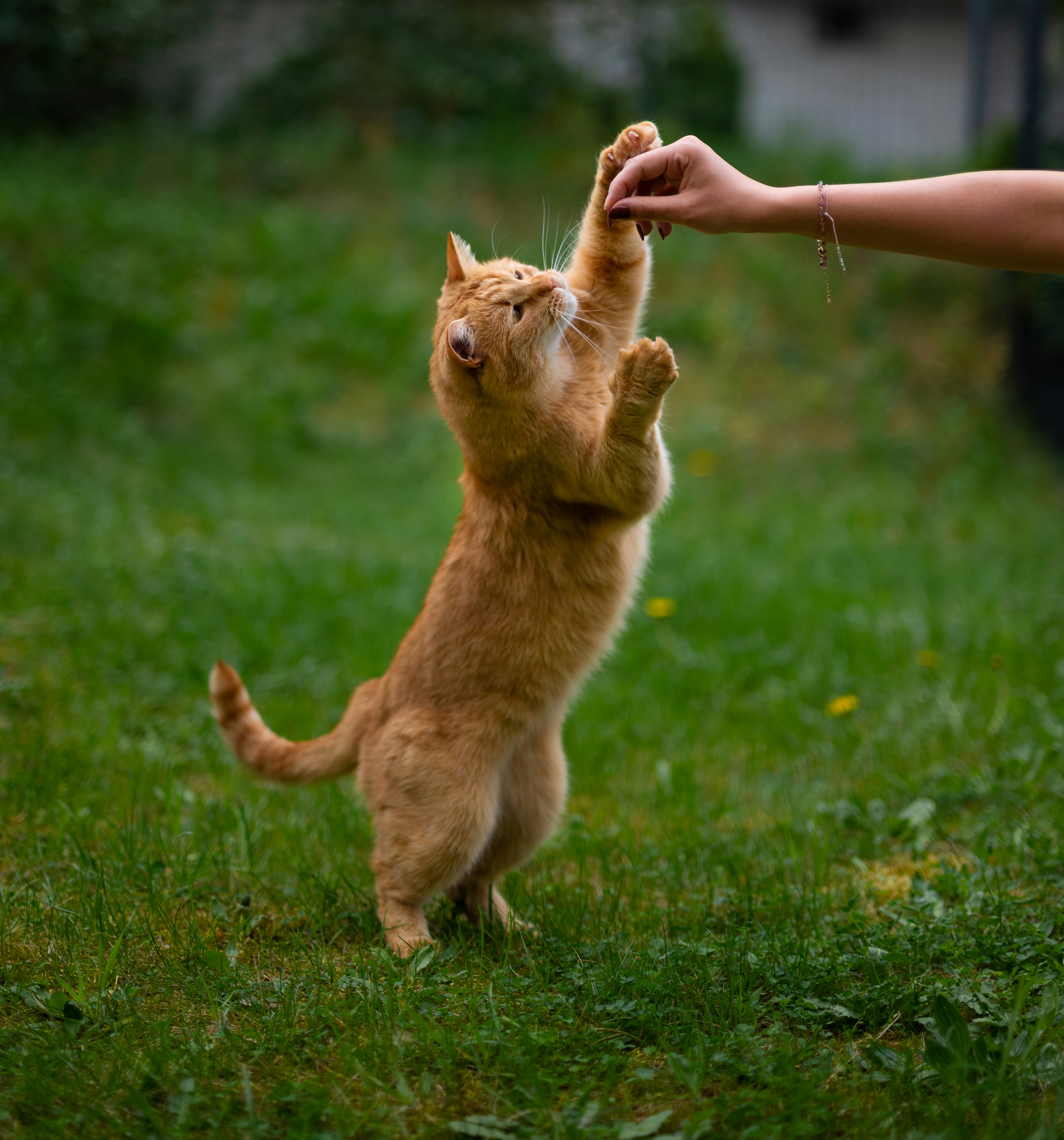 Playful ginger cat jumping up on hind legs reaching for a hand in a green garden