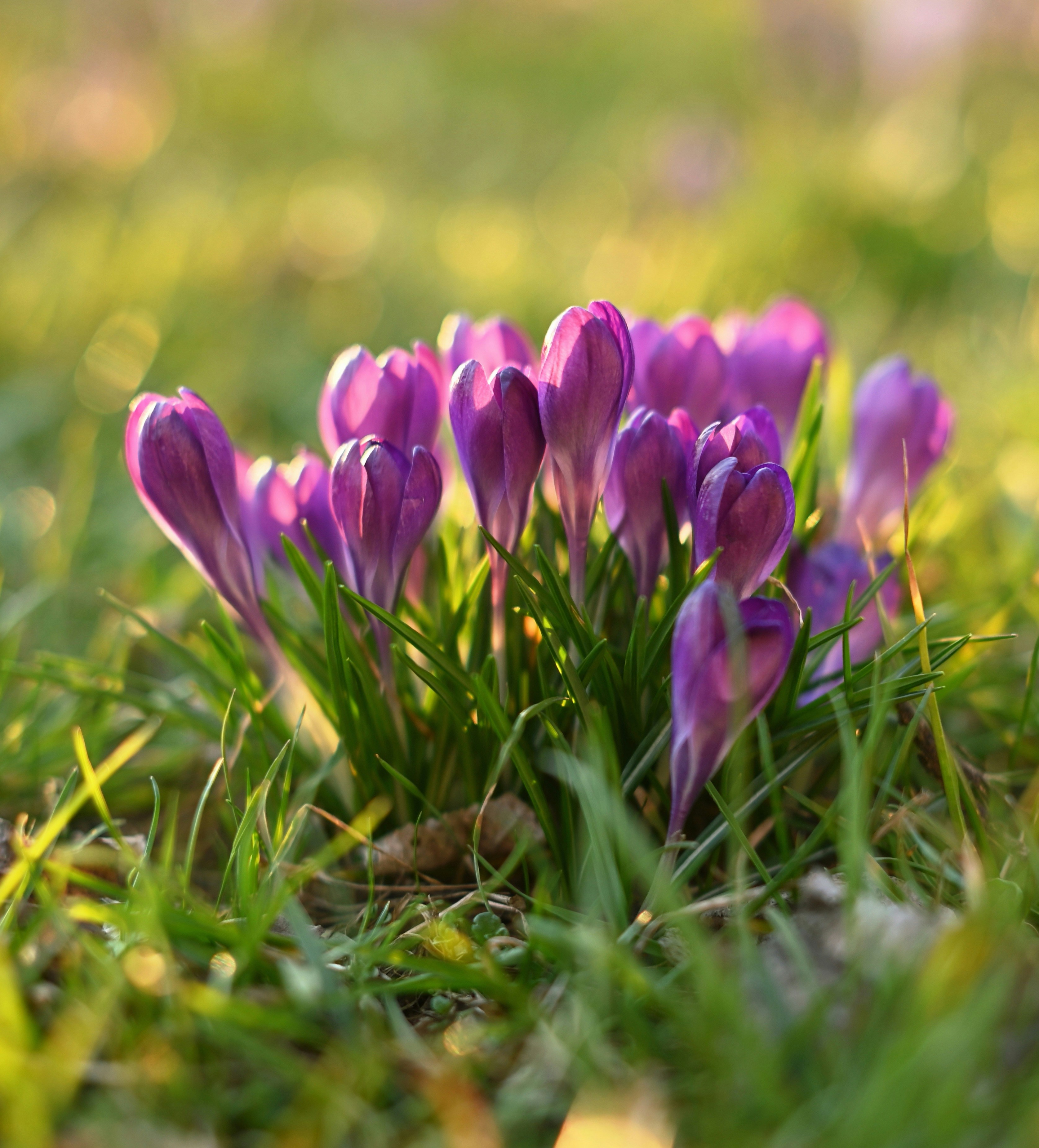 Purple crocus bloom cluster bathed in warm spring light