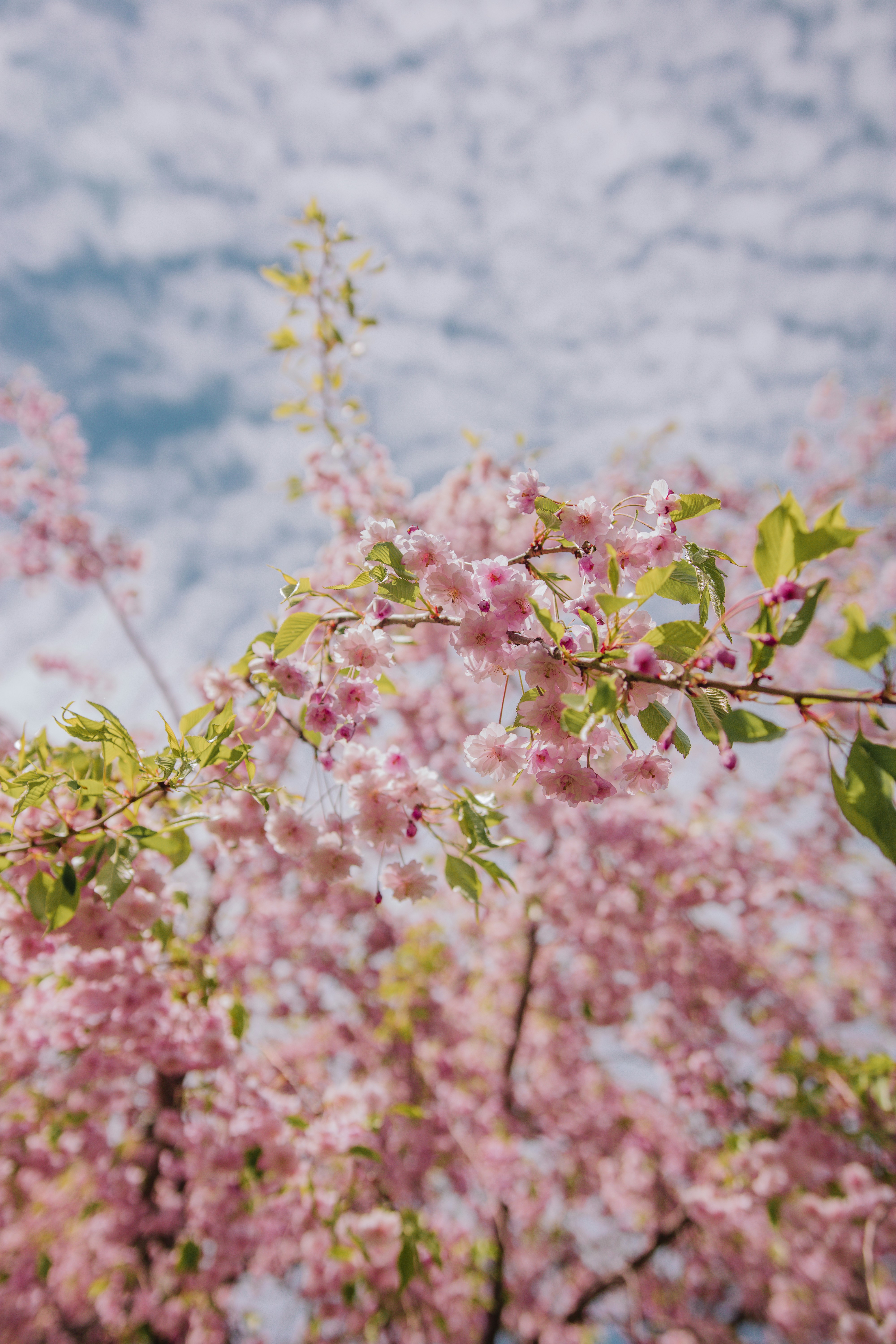 Blossoms in Soft Focus: A Gentle Spring Frame