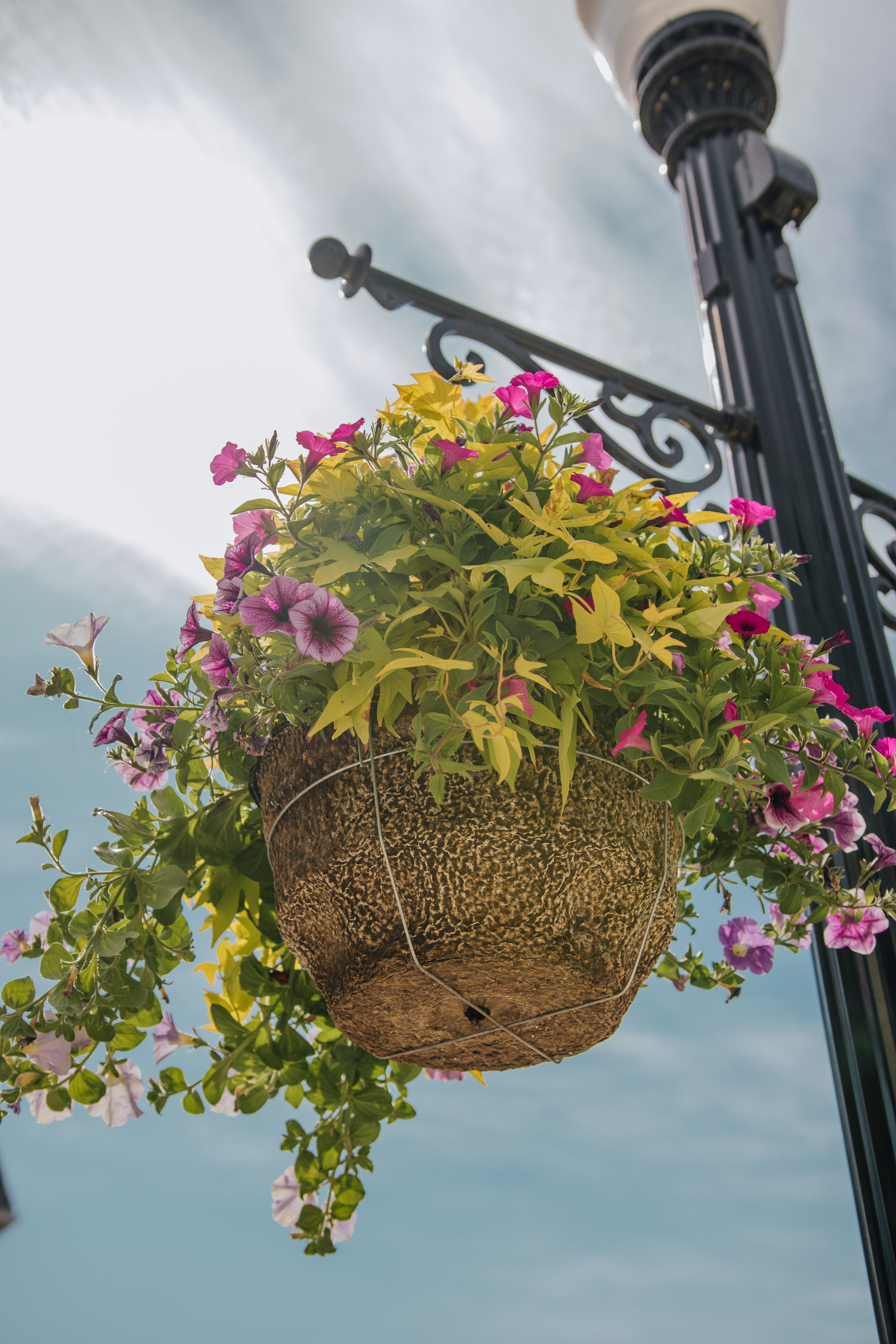 Hanging Garden in Full Bloom Under a Street Lamp