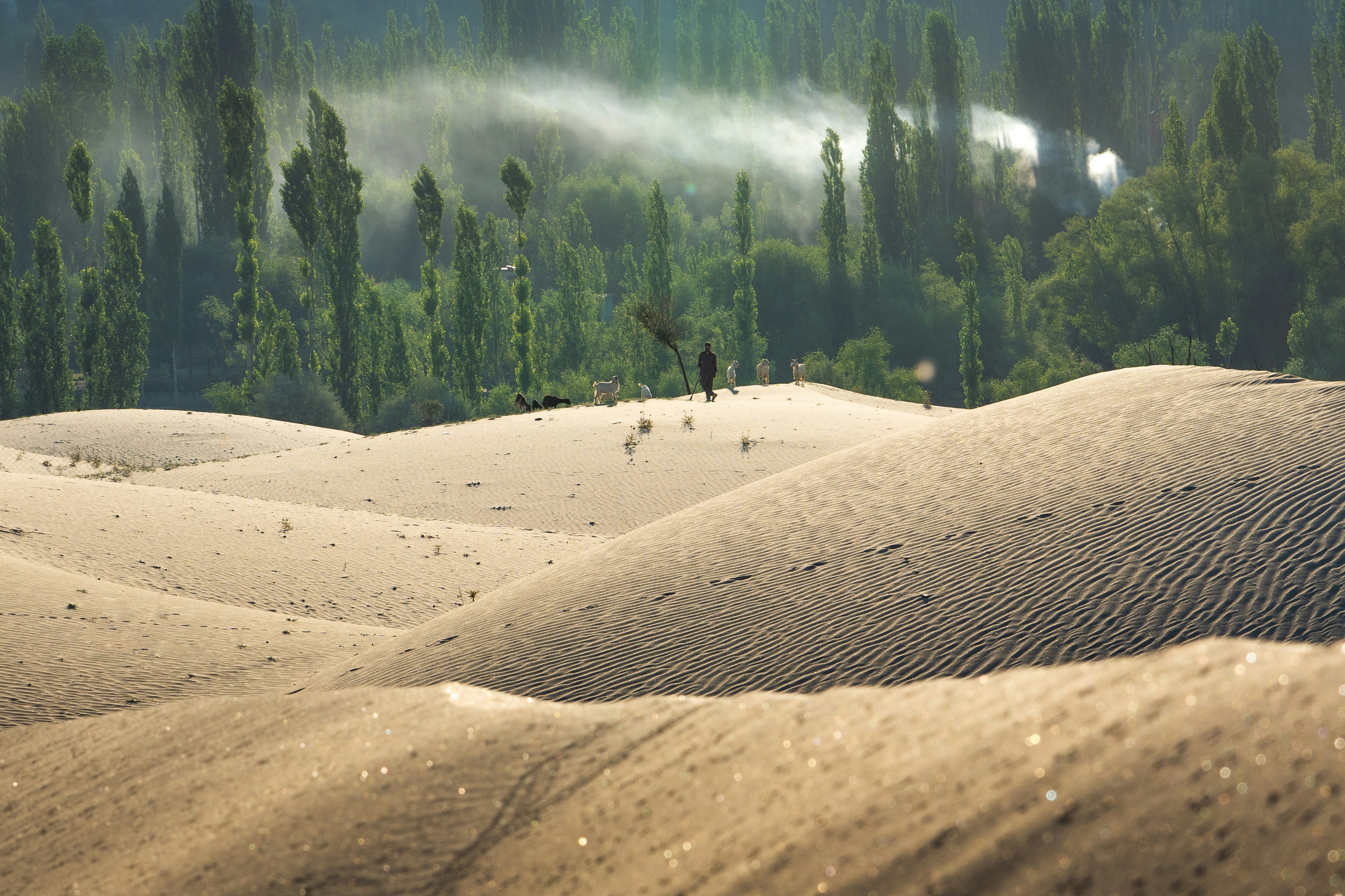 Dune Walkers Against a Line of Green