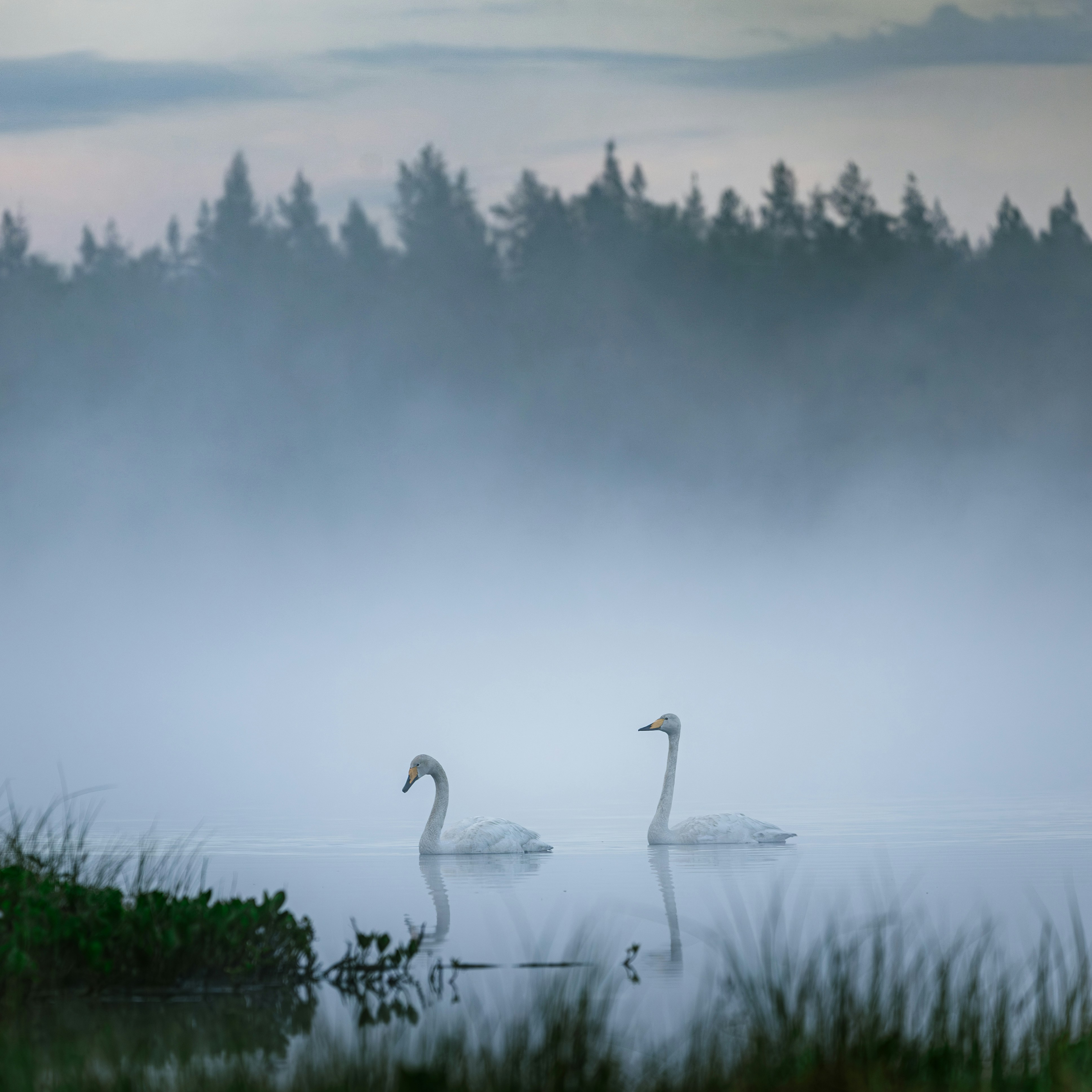 Misty Lake Dancers: Two Swans Amid Quiet Dawn Fog