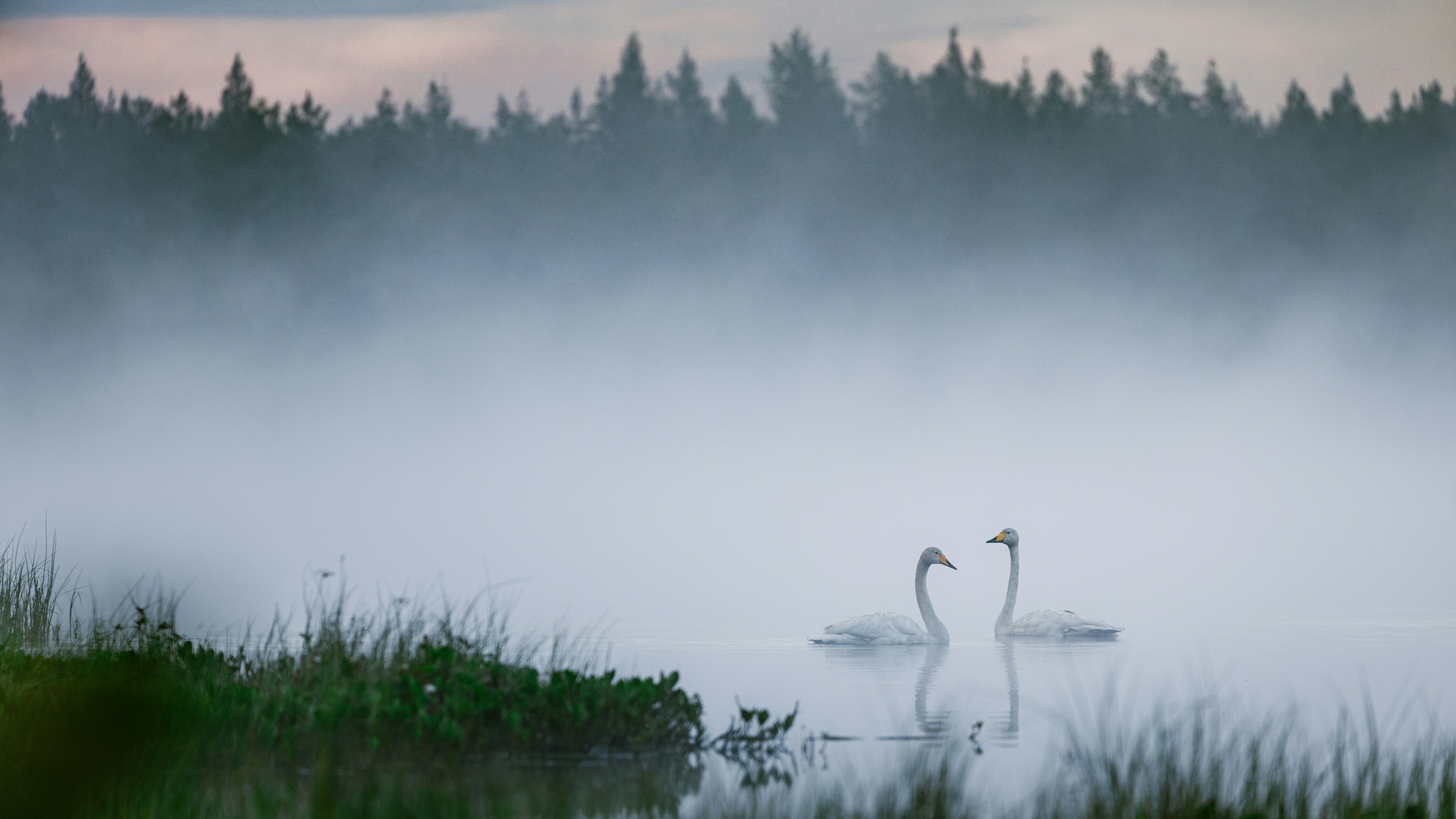 Mist-kissed pair of swans at the edge of a tranquil lake