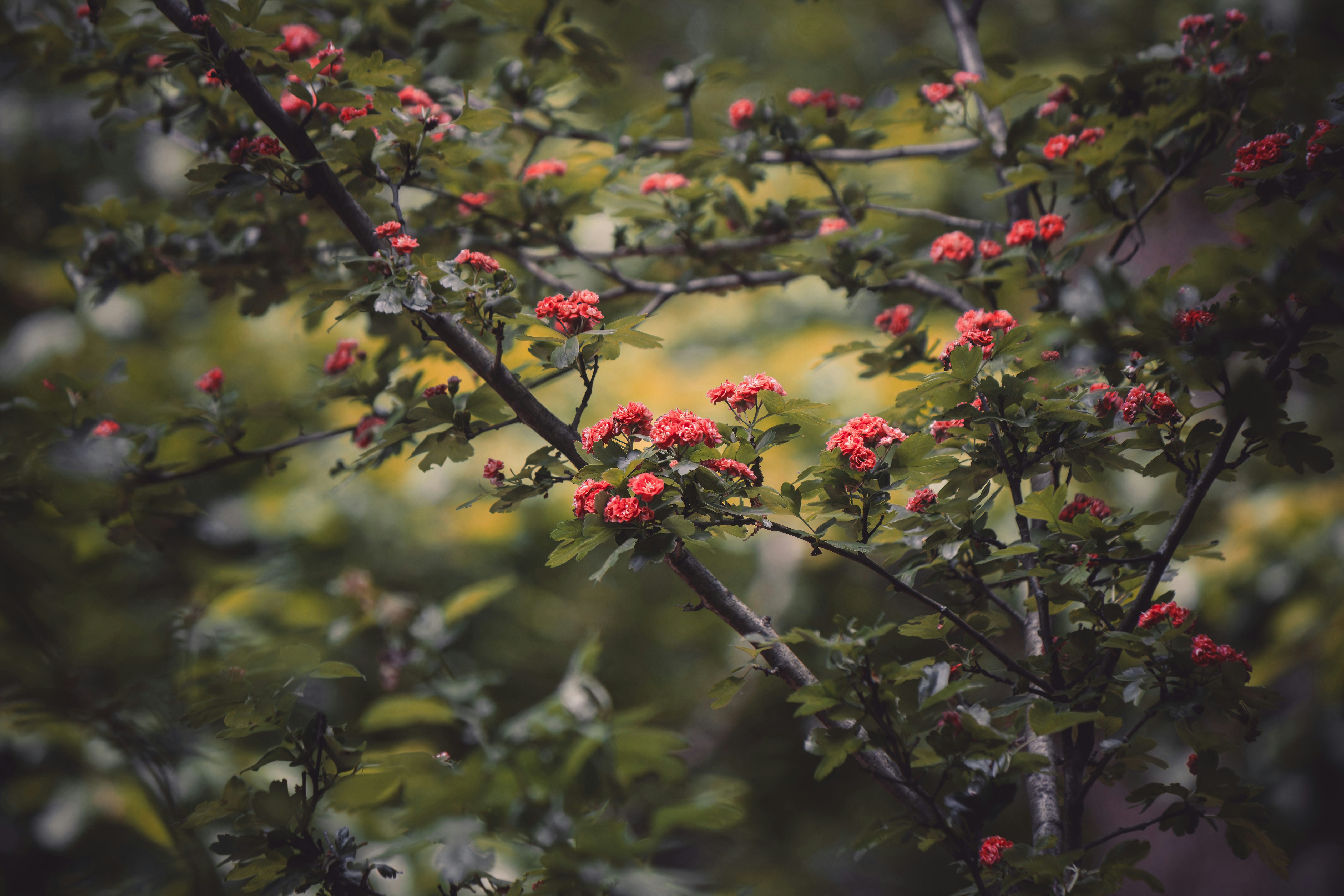 Scarlet clusters on a mossy branch: a quiet bloom under dappled light