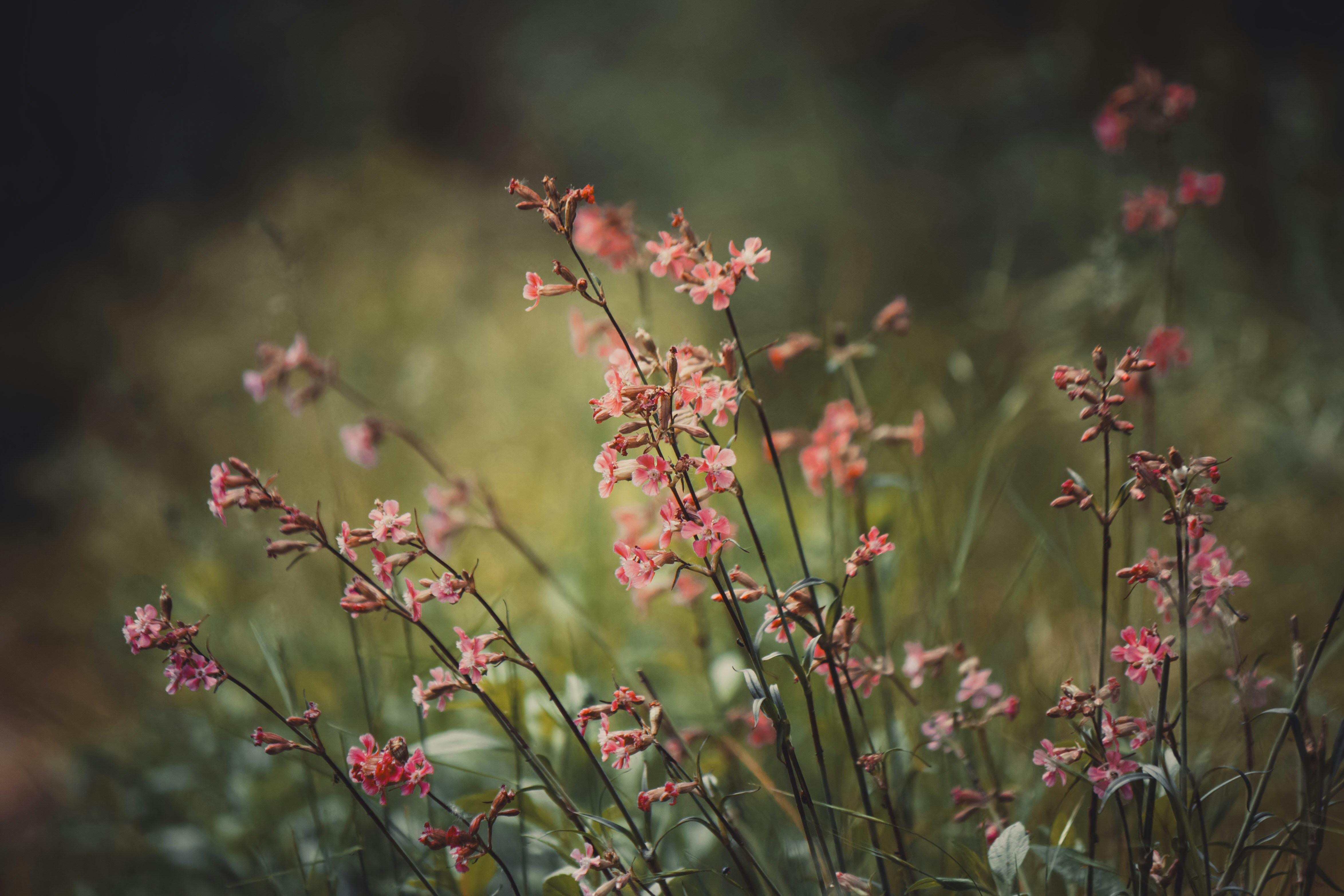 Pink bloom silhouettes in a sunlit meadow
