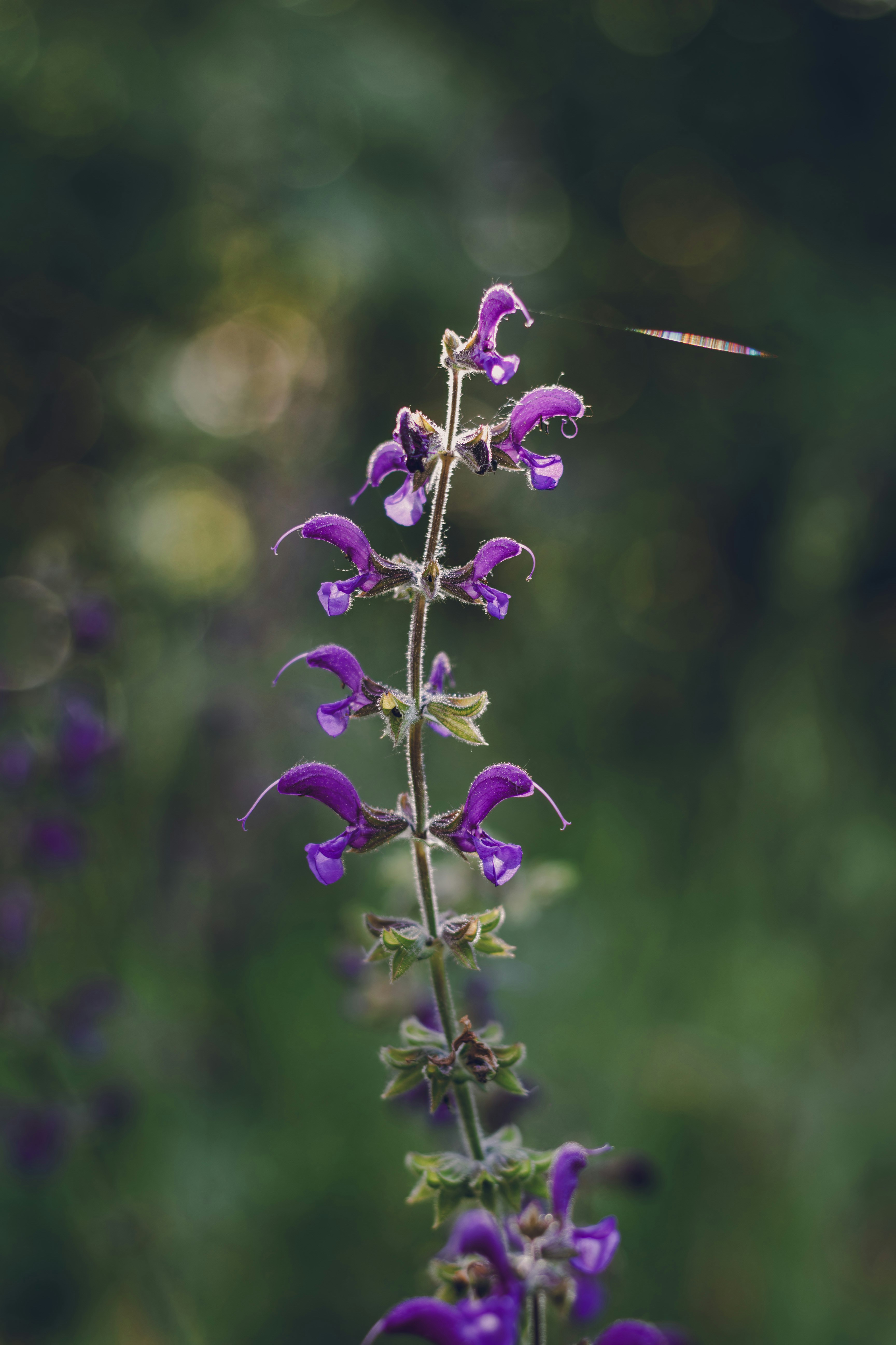 Stalk and Flight: A Dragonfly’s Quick Pass by a Violet Spike
